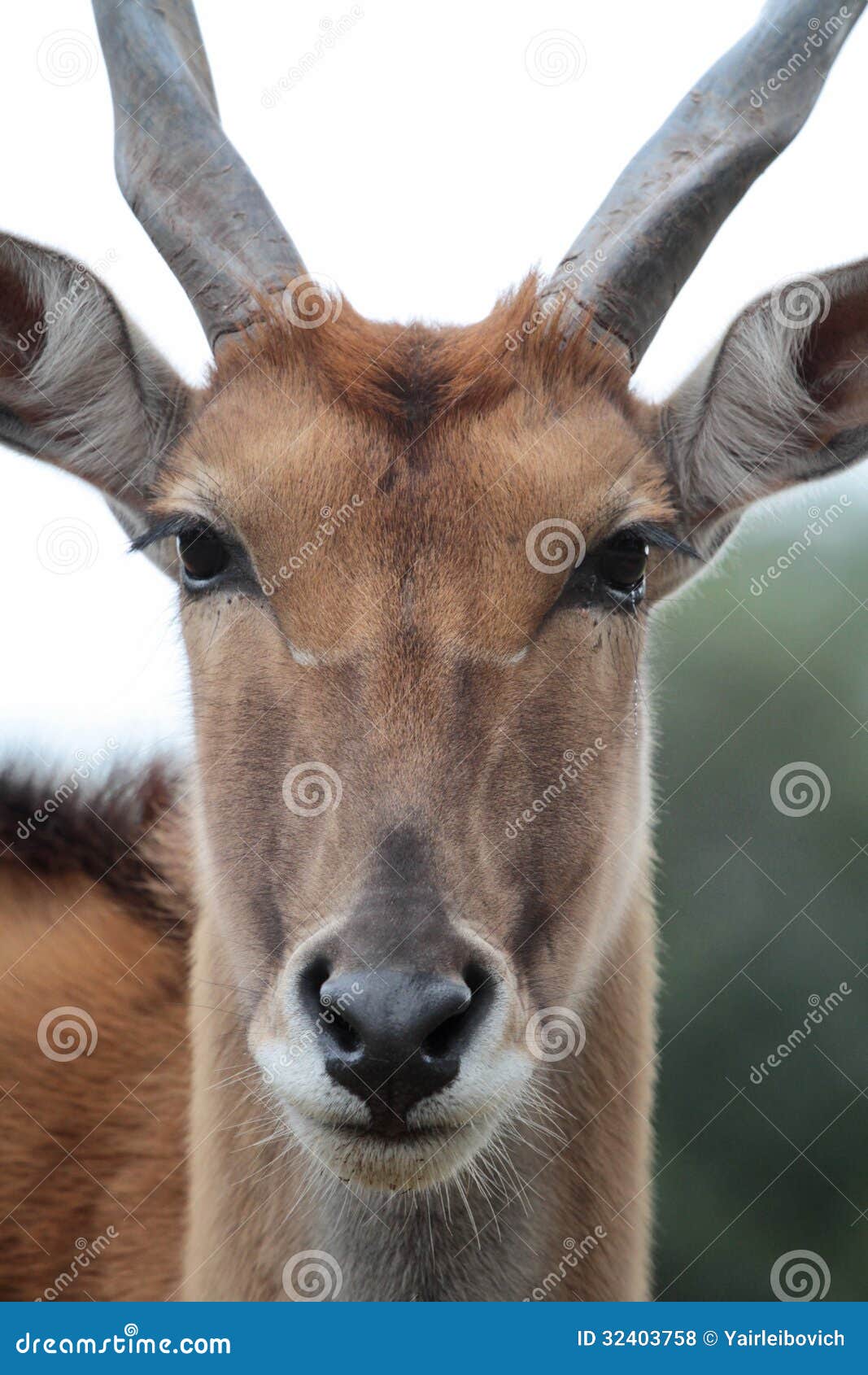 Common eland stock photo. Image of kenya, botswana, wildlife - 32403758