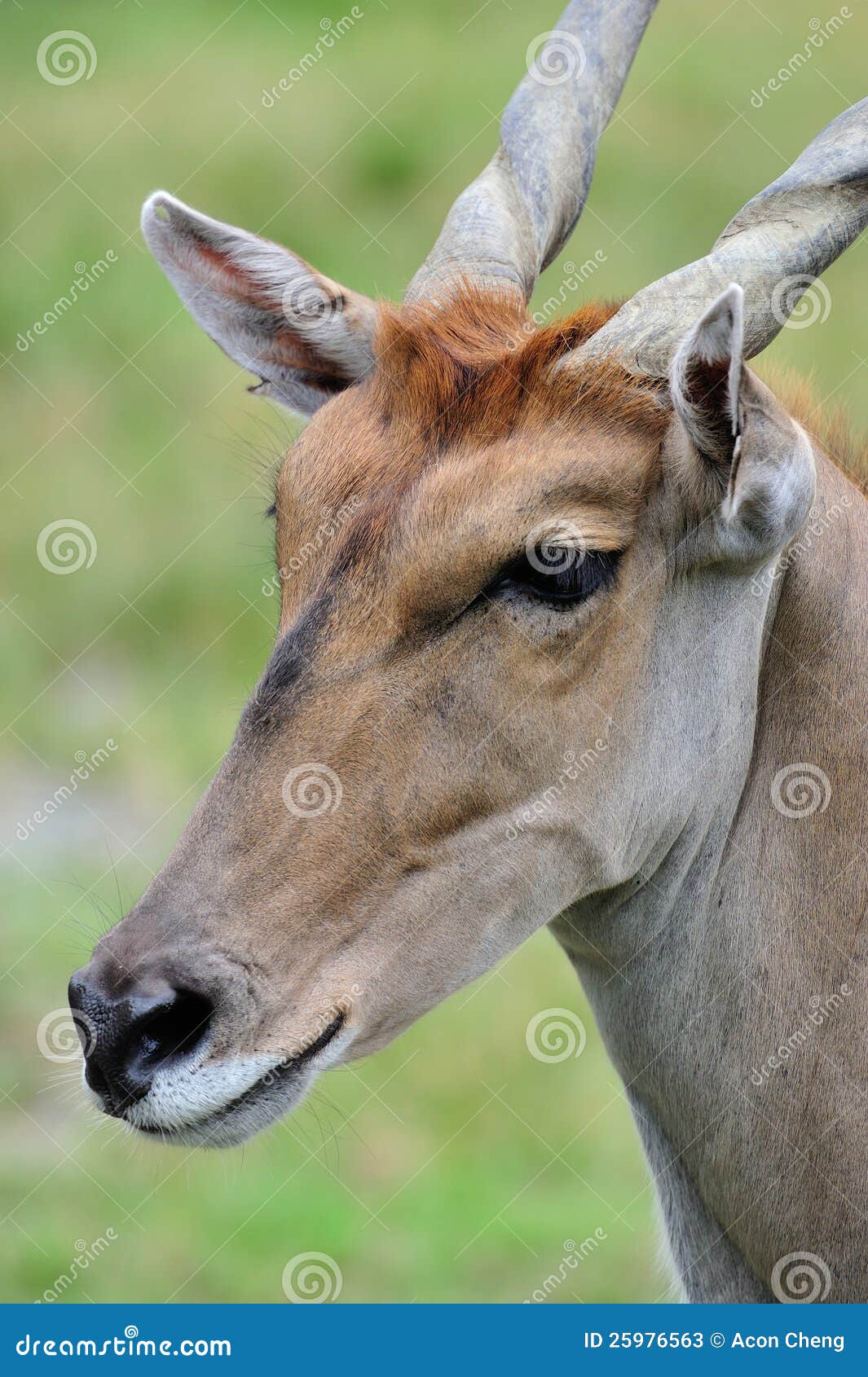 Common eland face stock image. Image of huge, mammalia - 25976563