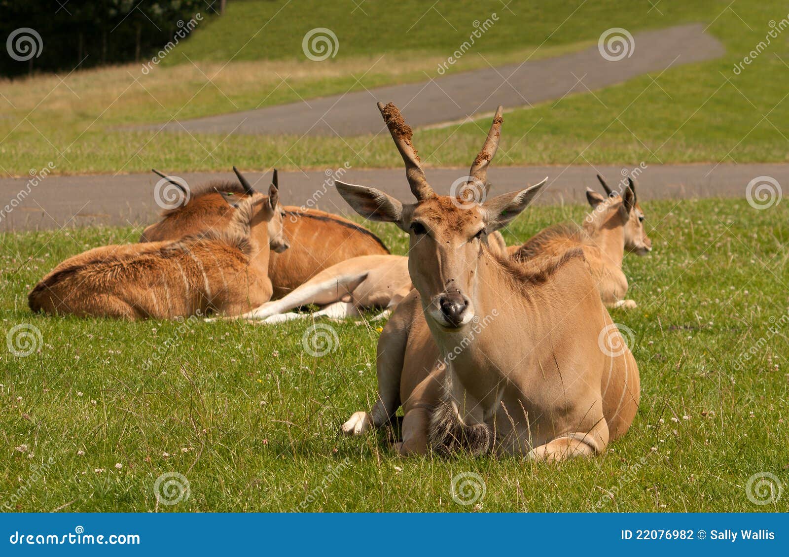 Common Eland, Spiral Horned Deer Stock Photo - Image of stripes ...