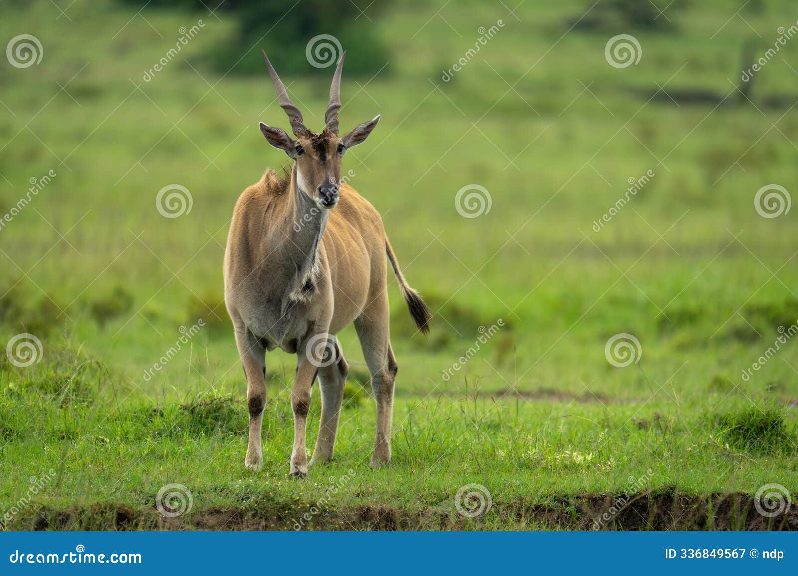 Common Eland Stands Facing Camera on Grass Stock Image - Image of camp ...