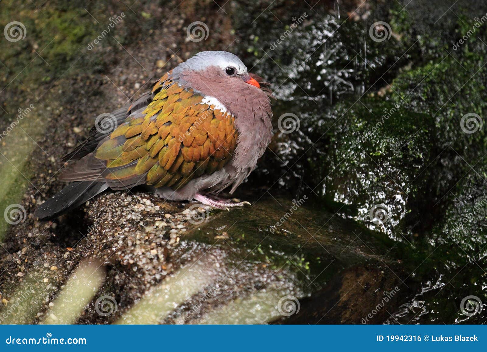 Emerald Dove Bird Royalty-Free Stock Photo | CartoonDealer.com #29893029
