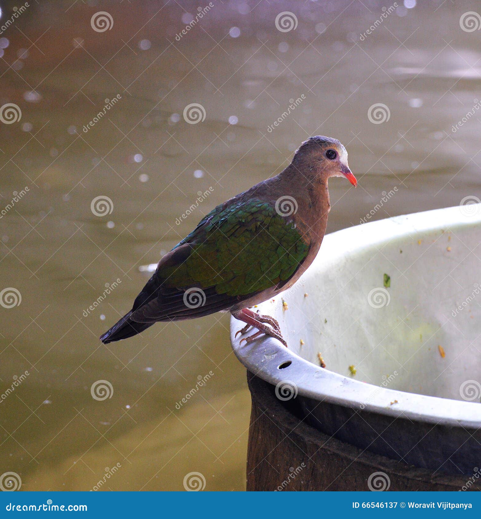 Common emerald dove stock image. Image of bird, rock - 66546137