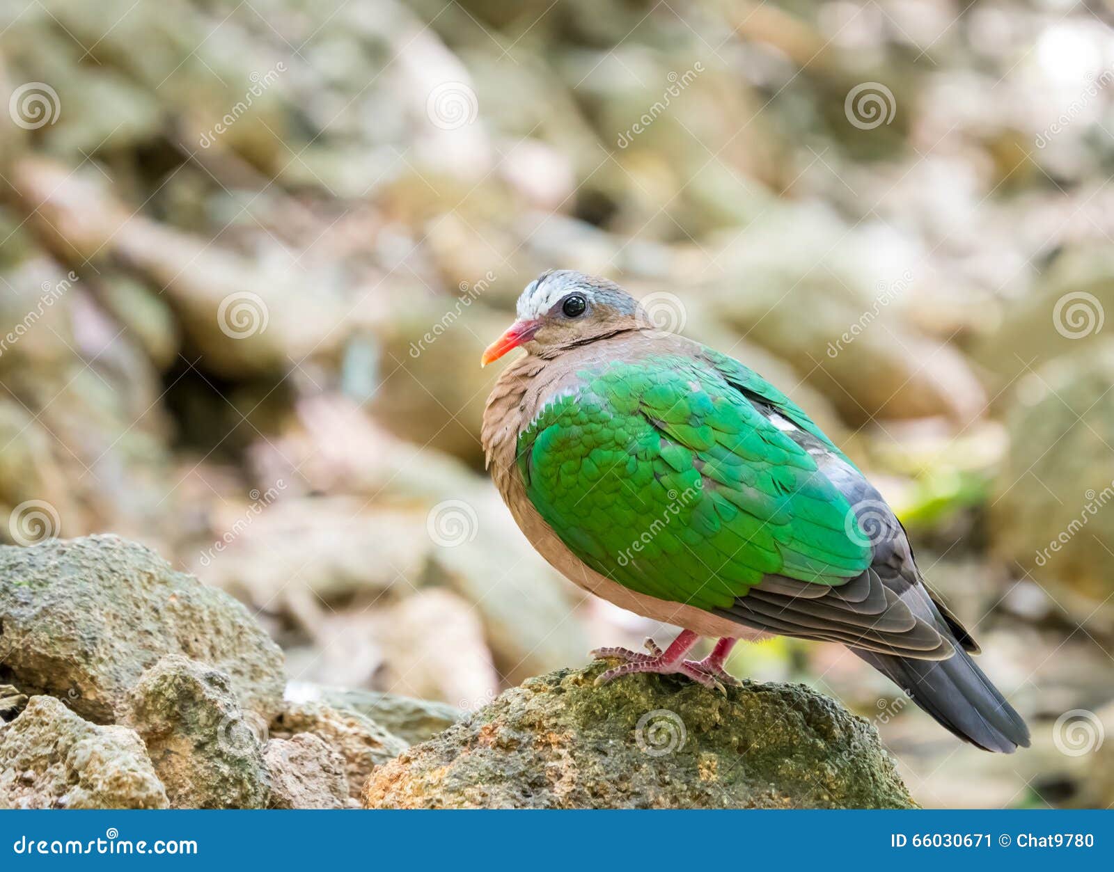 Emerald Dove Bird Royalty-Free Stock Photo | CartoonDealer.com #29893029