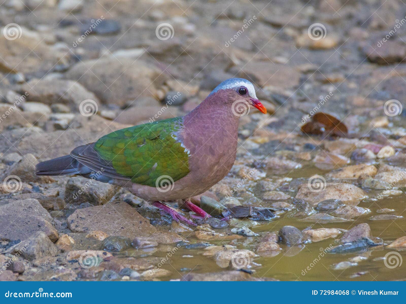 Common Emerald Dove stock photo. Image of pink, colorful - 72984068