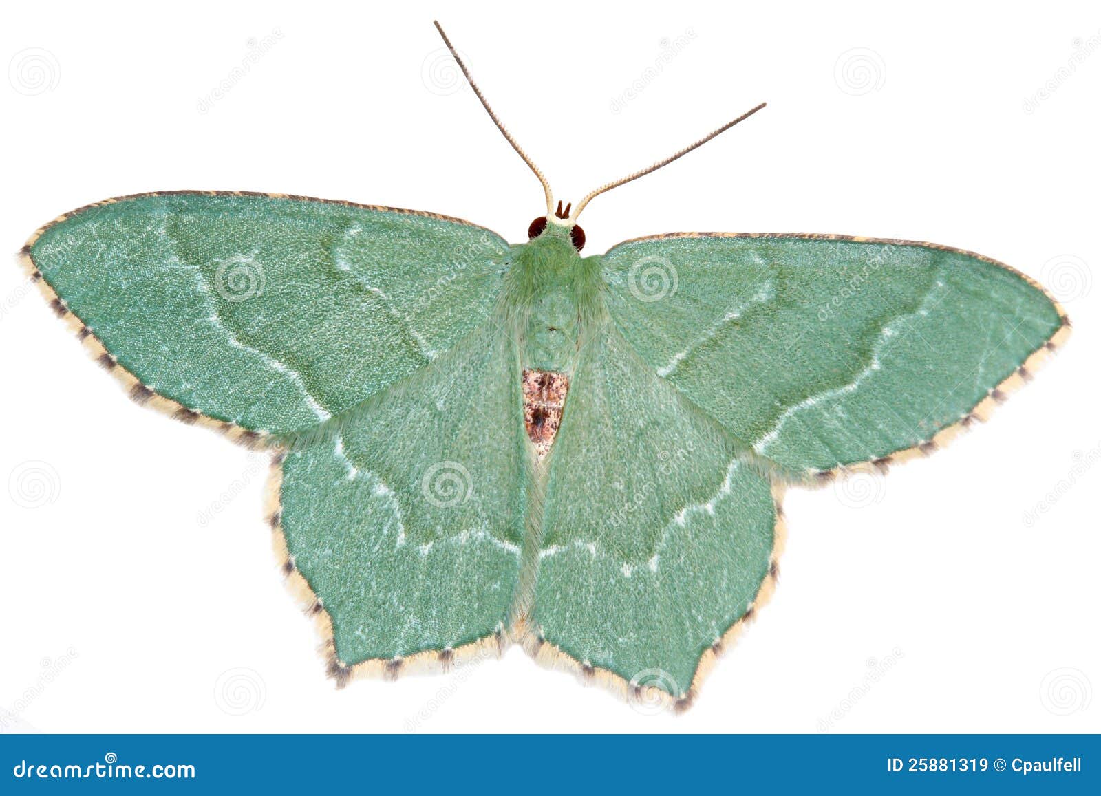Common Emerald, Hemithea Aestivaria Stock Image - Image of face, close ...