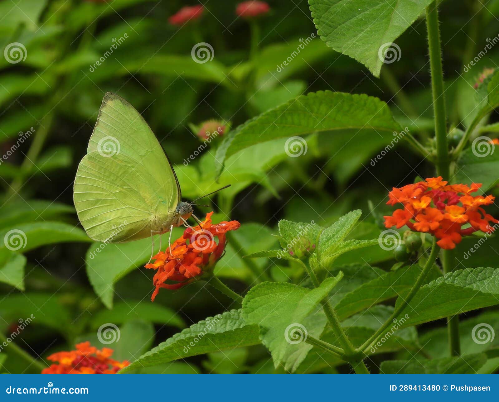 Common Emigrant Butterfly Closeup Shot Stock Photo - Image of emigrant ...