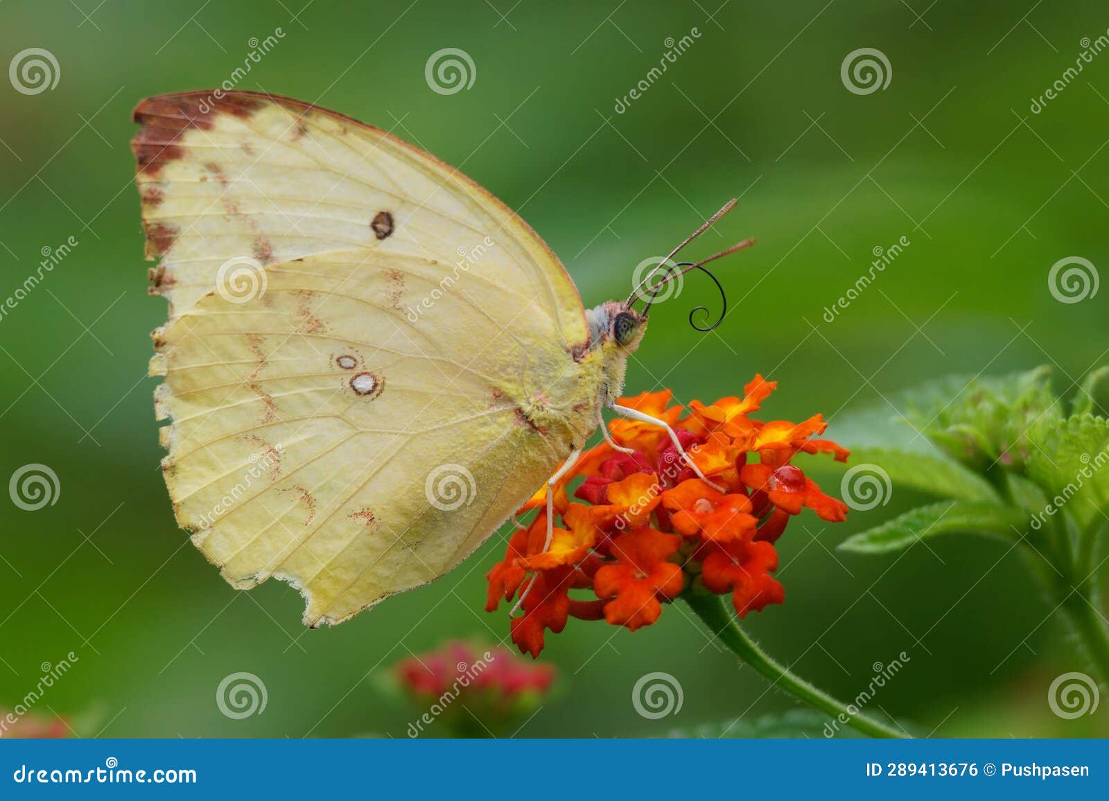Common Emigrant Butterfly Closeup Shot Stock Photo - Image of emigrant ...