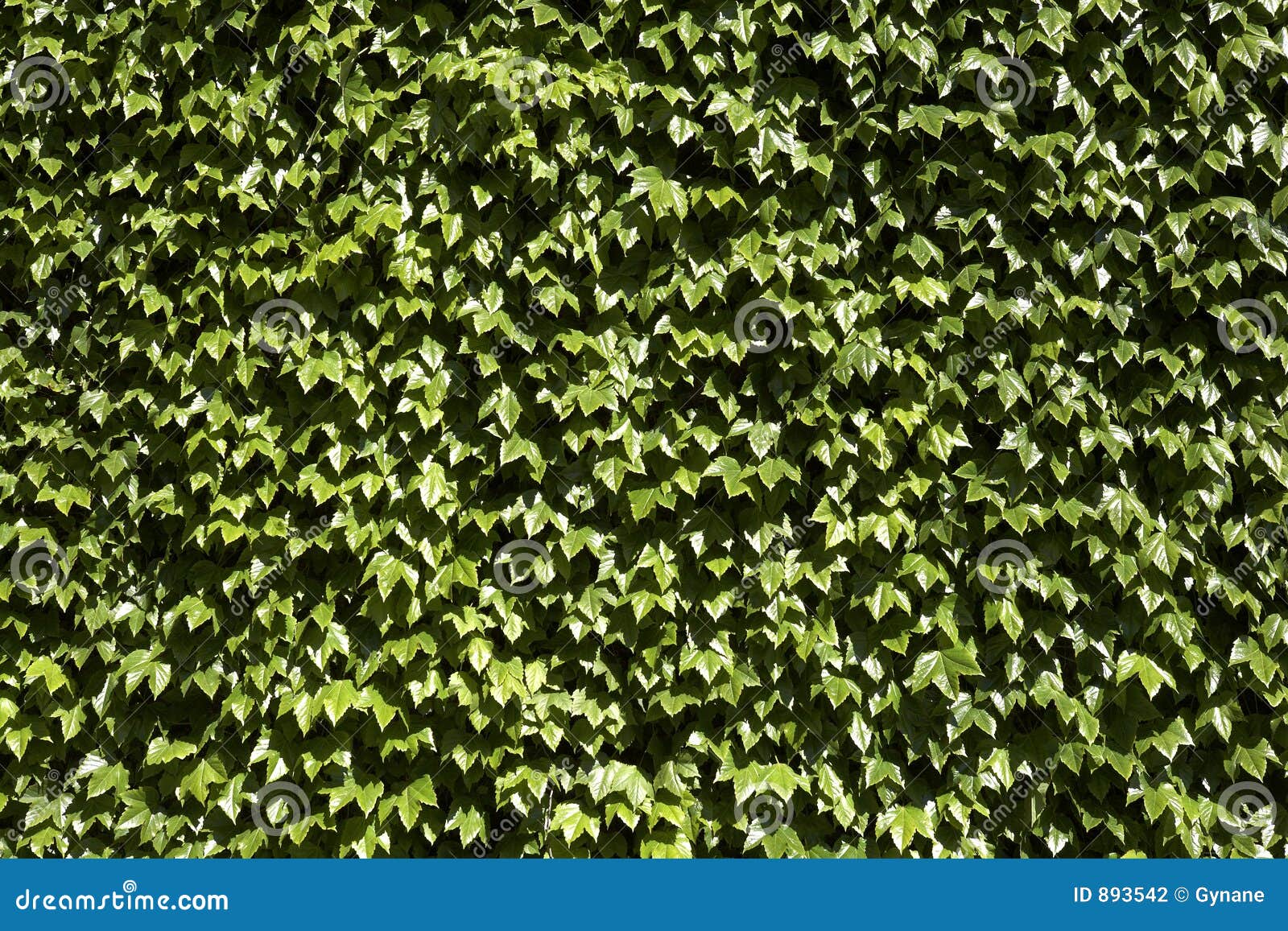 Common english ivy stock photo. Image of cling, natural - 893542