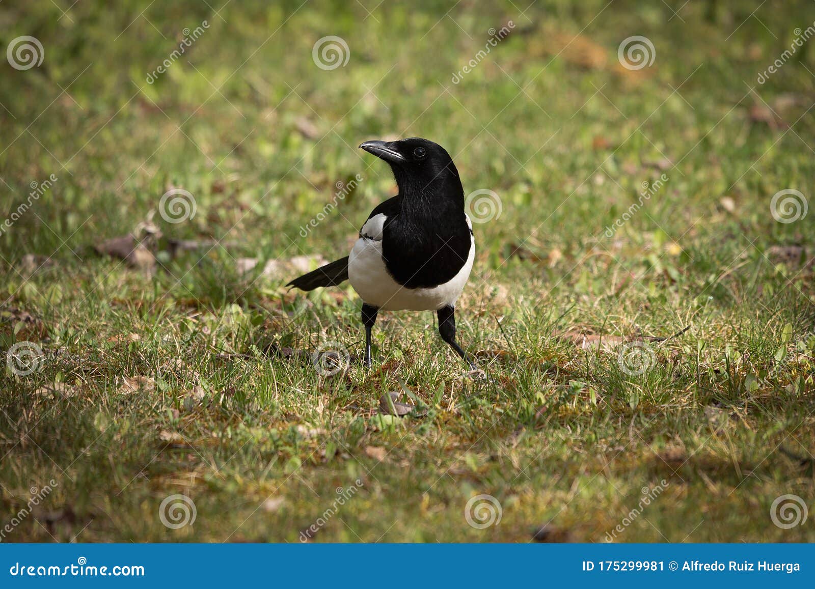 Common and Eurasian Magpie in Espejo, Alava Stock Image - Image of ...