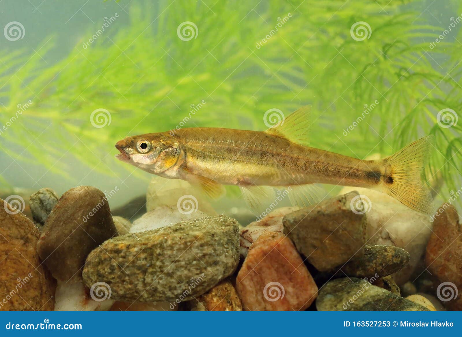 Common Eurasian Minnow Phoxinus Phoxinus Stock Image - Image of minnow ...
