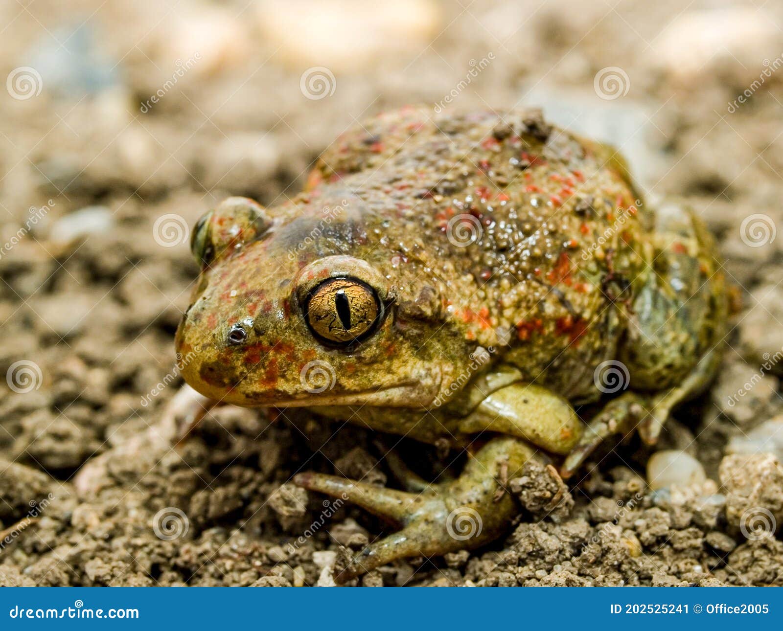 Common Eurasian Spadefoot Toad Stock Image - Image of amphibium, lurch ...