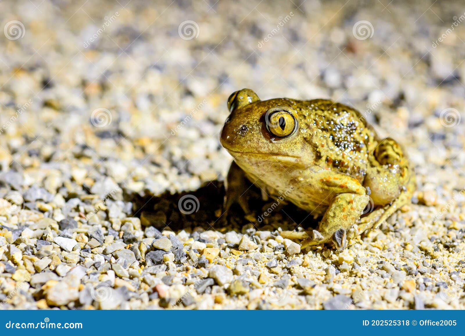 Common Eurasian Spadefoot Toad Stock Photo - Image of amphibia ...