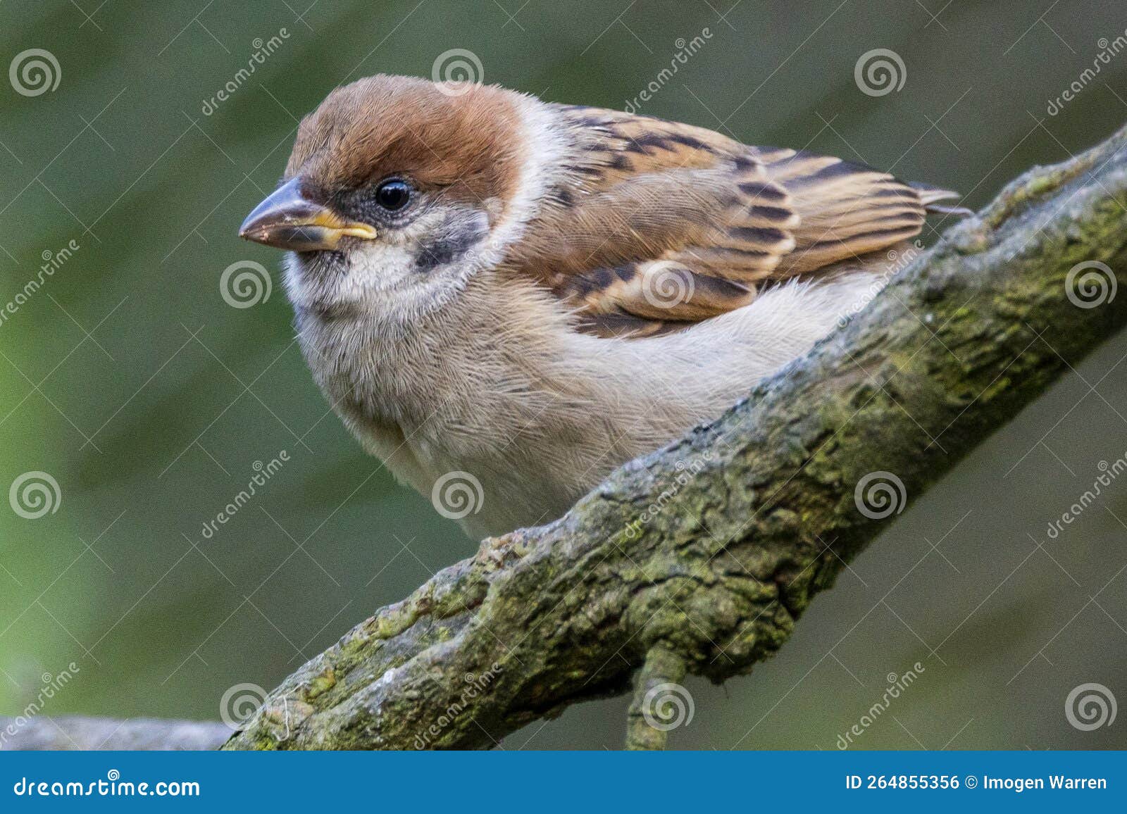 Tree Sparrow in Victoria, Australia Stock Photo - Image of avian ...
