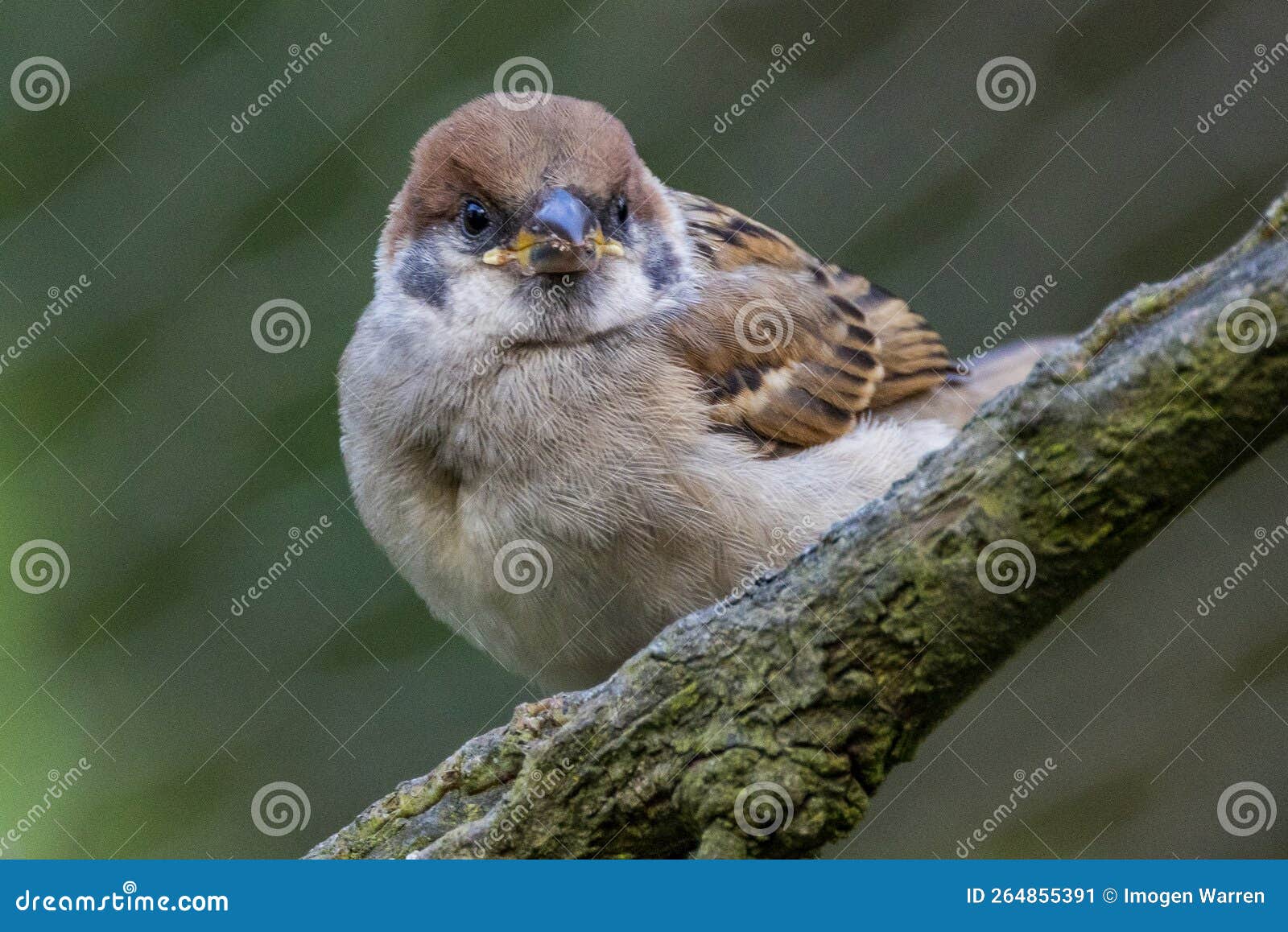 Tree Sparrow in Victoria, Australia Stock Image - Image of tree, imogen ...