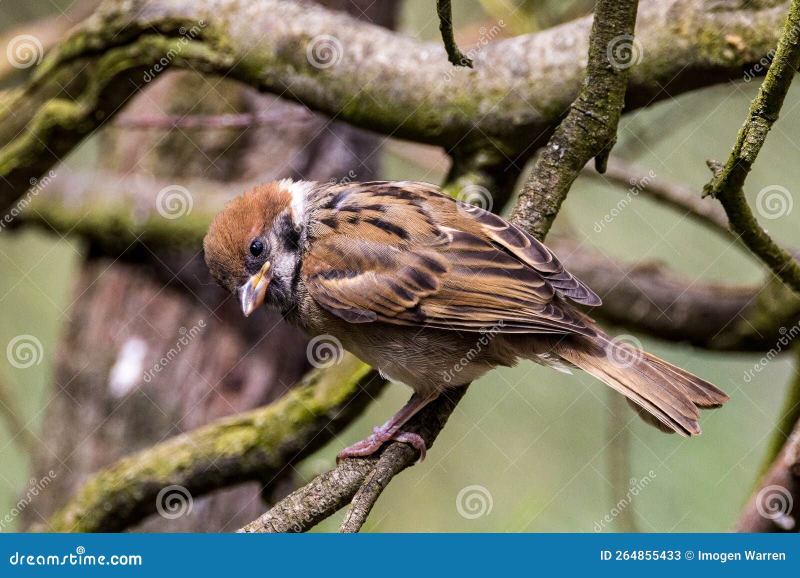 Tree Sparrow in Victoria, Australia Stock Image - Image of colourful ...