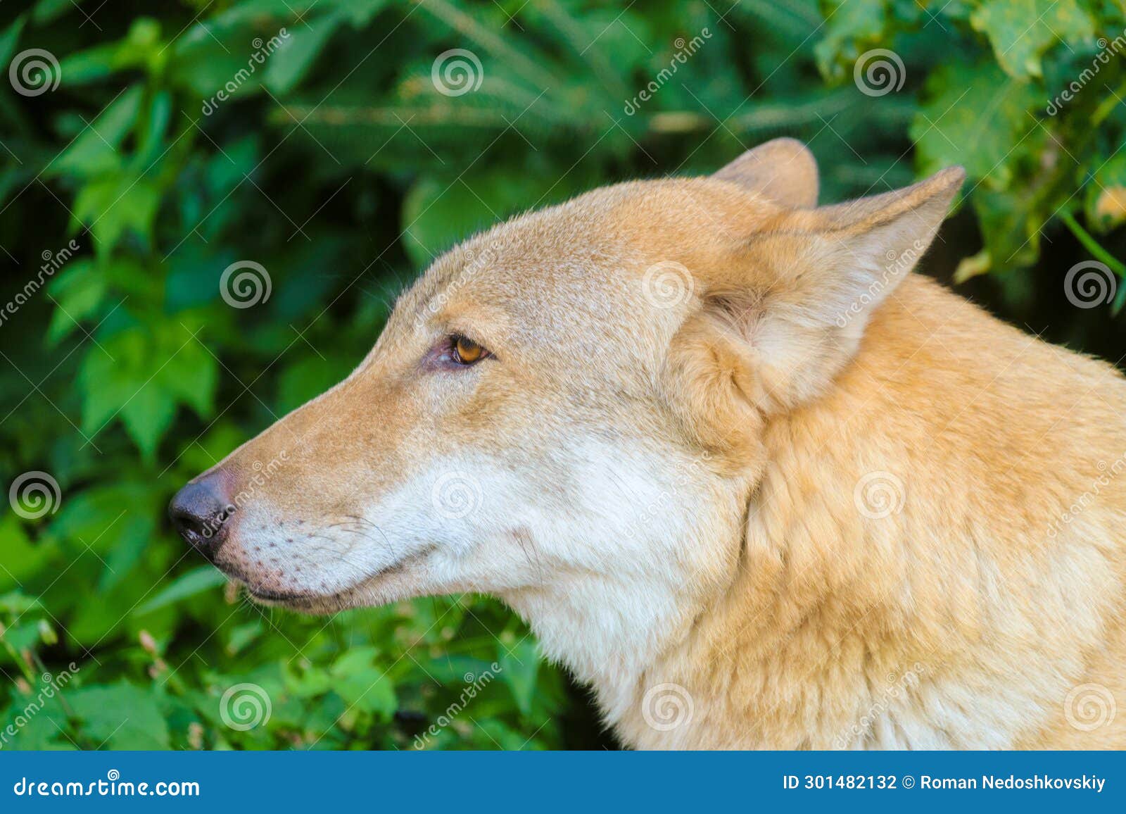 Common Eurasian Wolf Head. Side View Stock Photo - Image of gray, view: 301482132