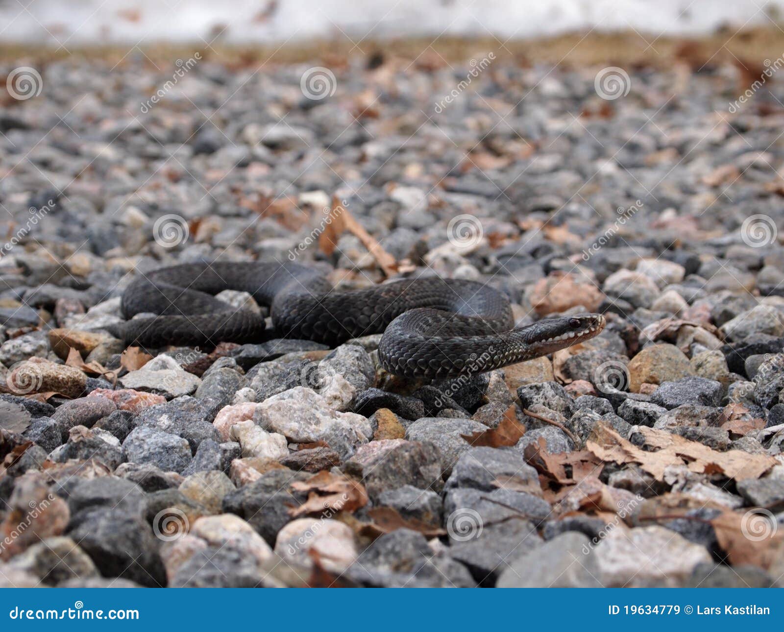 Common European Adder stock image. Image of snake, wildlife - 19634779