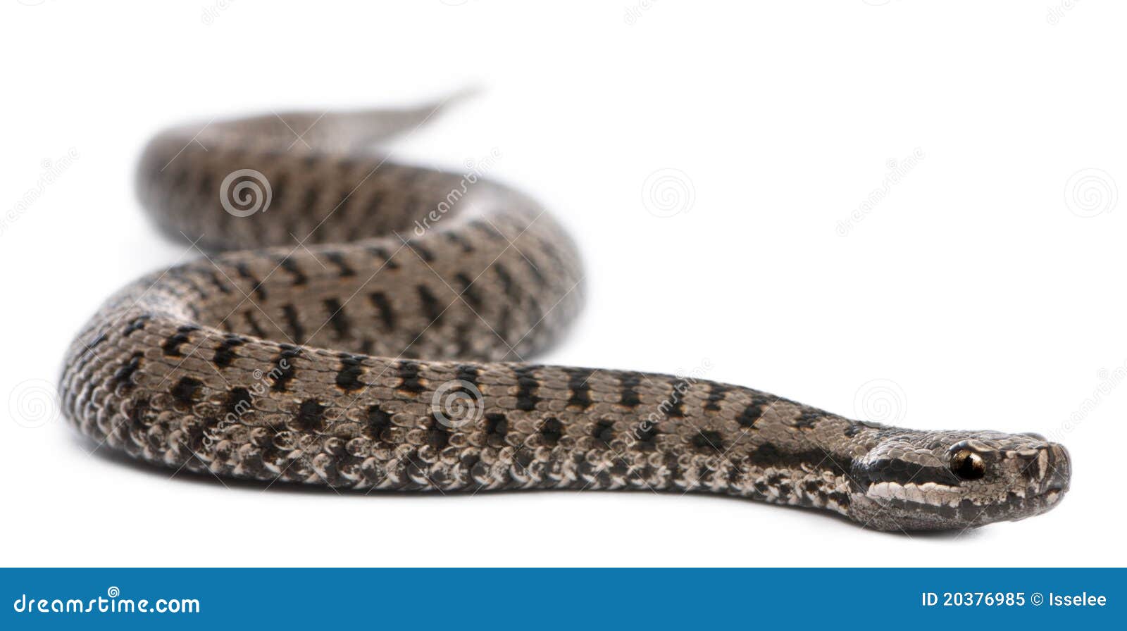 European Adder, Viper, Vipera Berus. Set Against Rock And Heather Stock ...