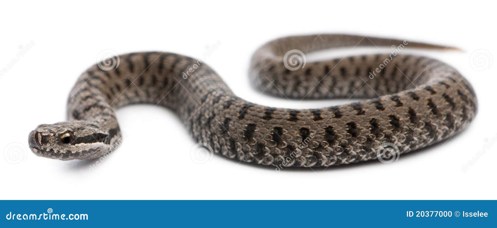 European Adder, Viper, Vipera Berus. Set Against Rock And Heather Stock ...