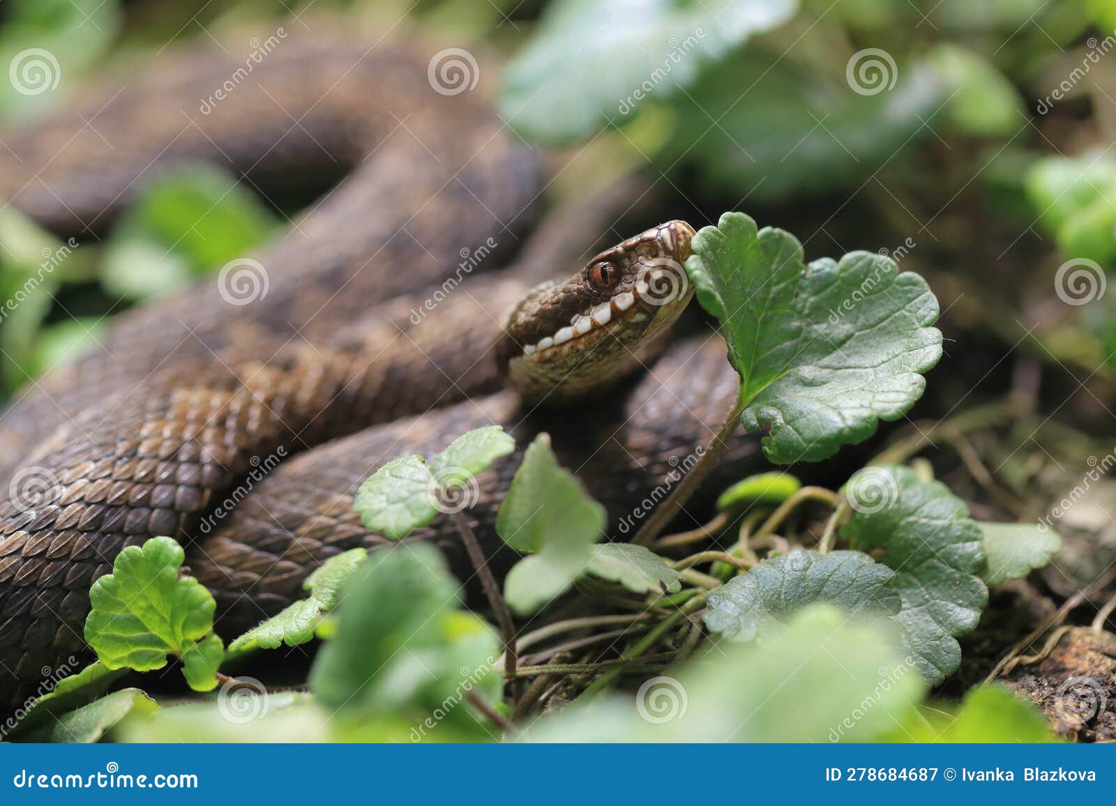 Common european adder stock image. Image of crawling - 278684687