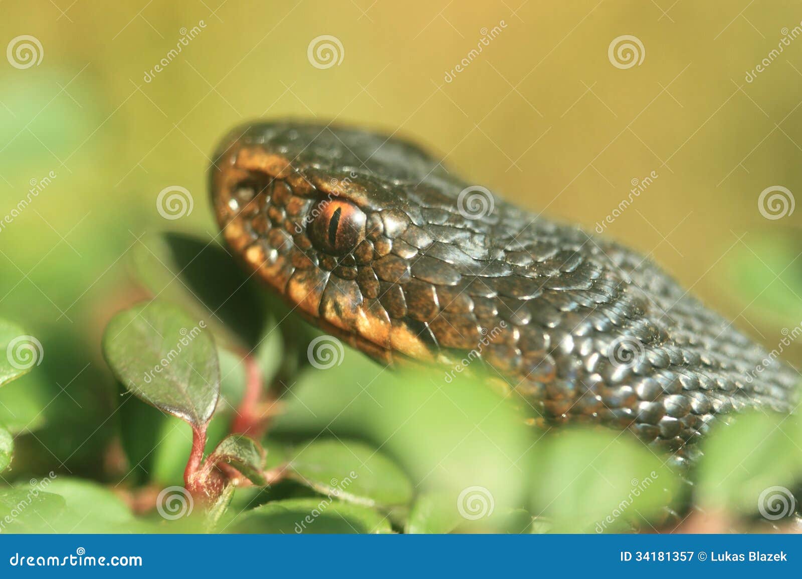 Common european adder stock image. Image of berus, adder - 34181357