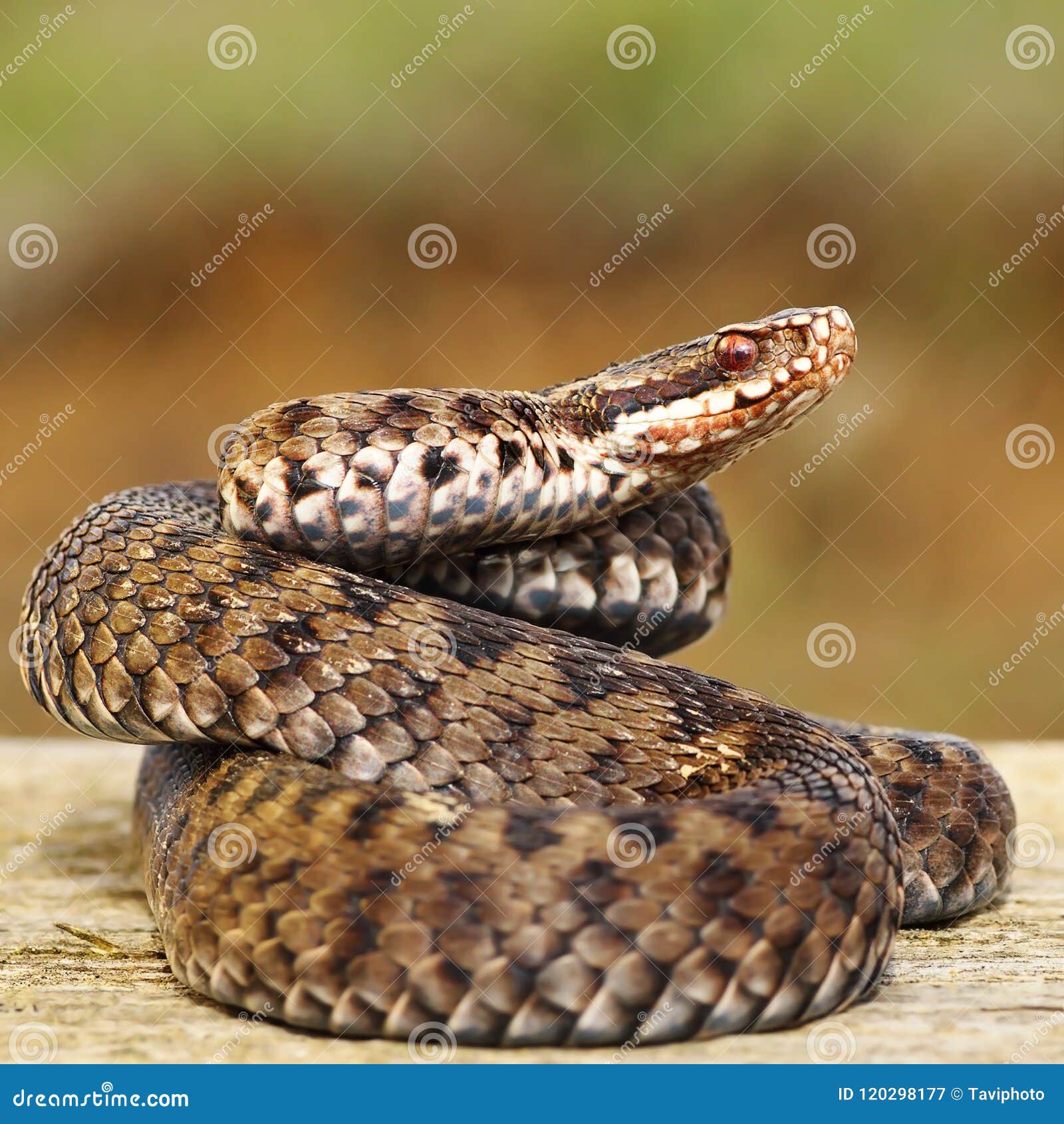 Common European Adder on Wood Board Stock Image - Image of poison ...