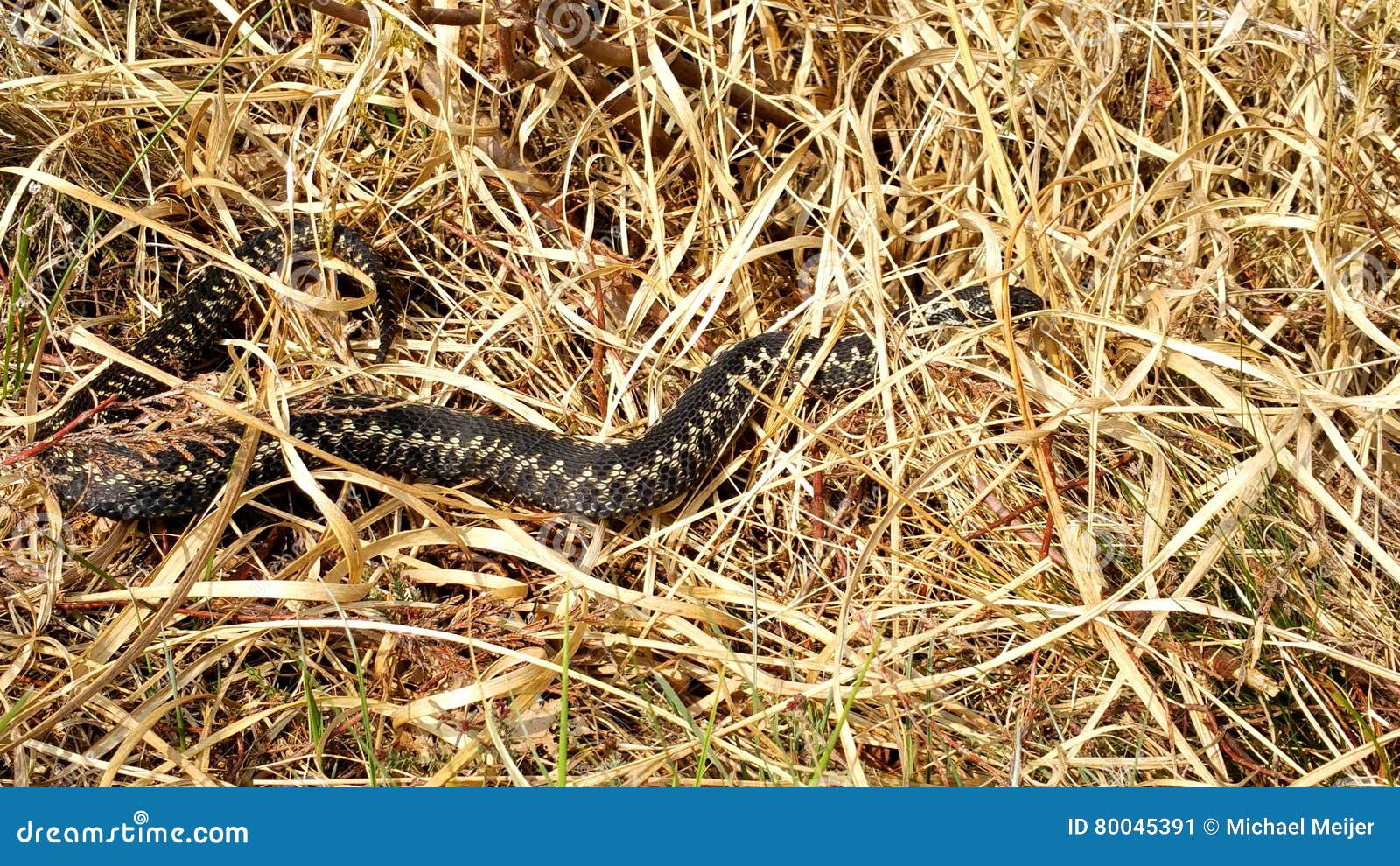 The common European adder stock image. Image of venom - 80045391