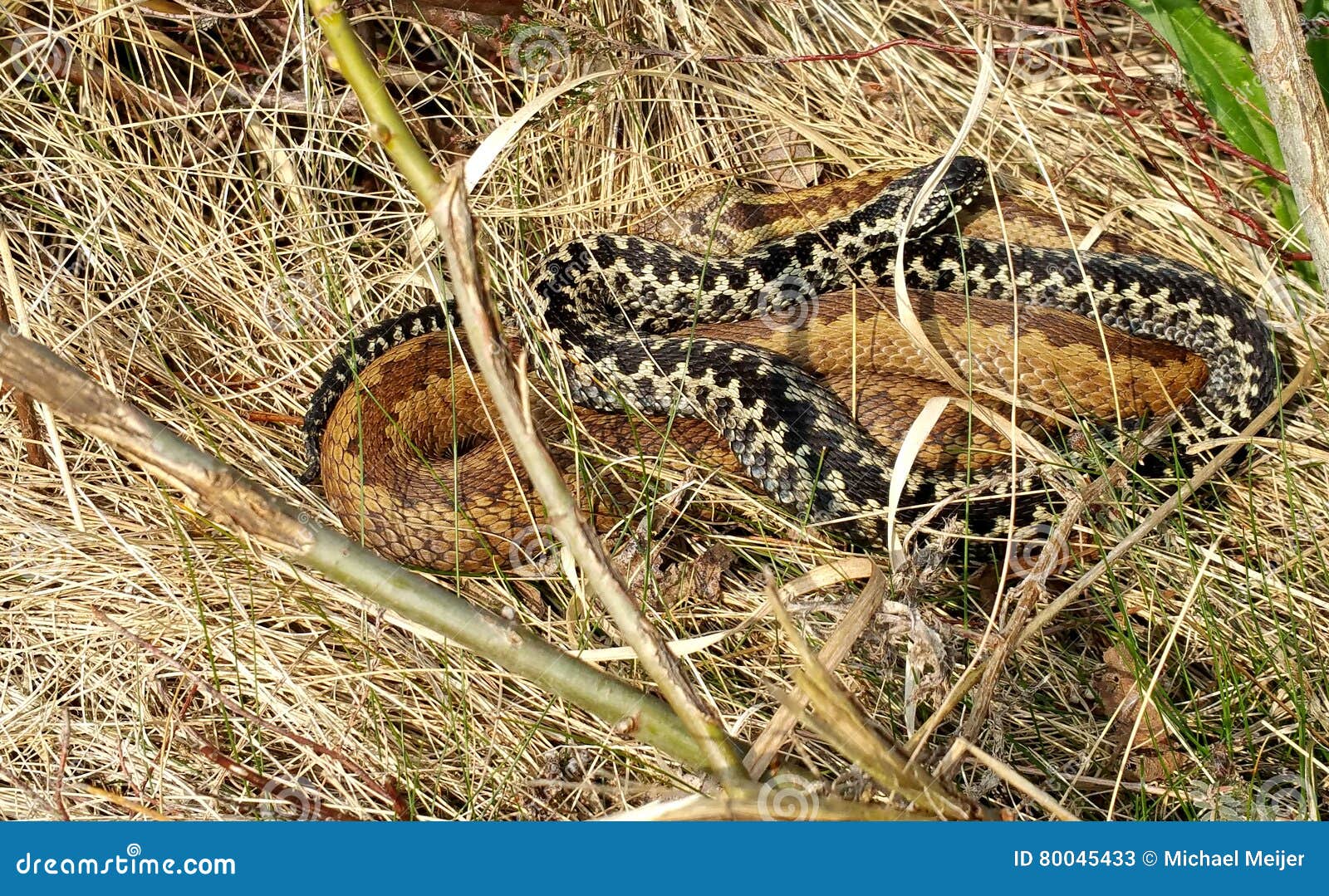 The common European adder stock image. Image of predator - 80045433