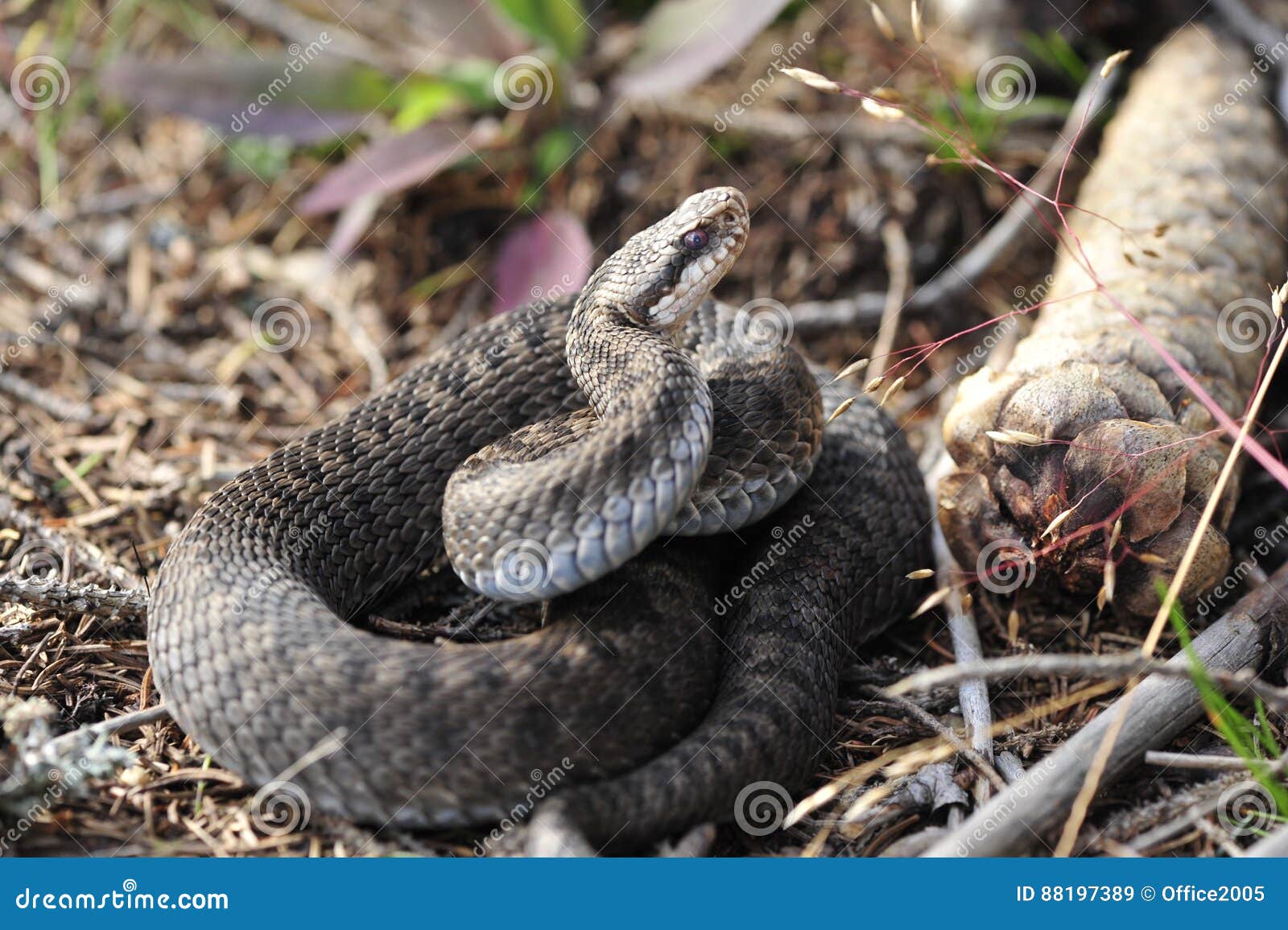 Common European adder stock image. Image of reptile, reserve - 88197389