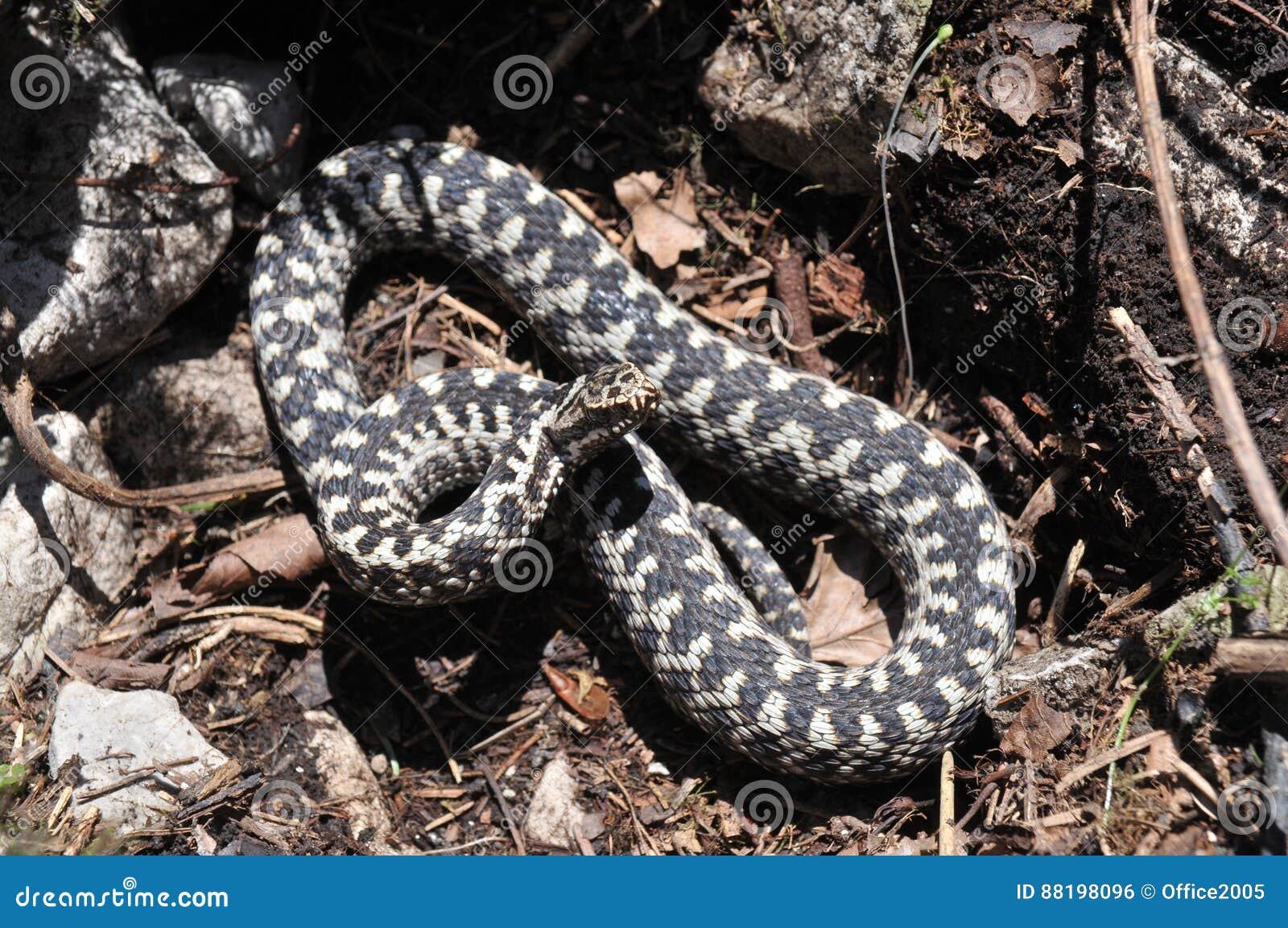 Common European adder stock photo. Image of toxic, poison - 88198096