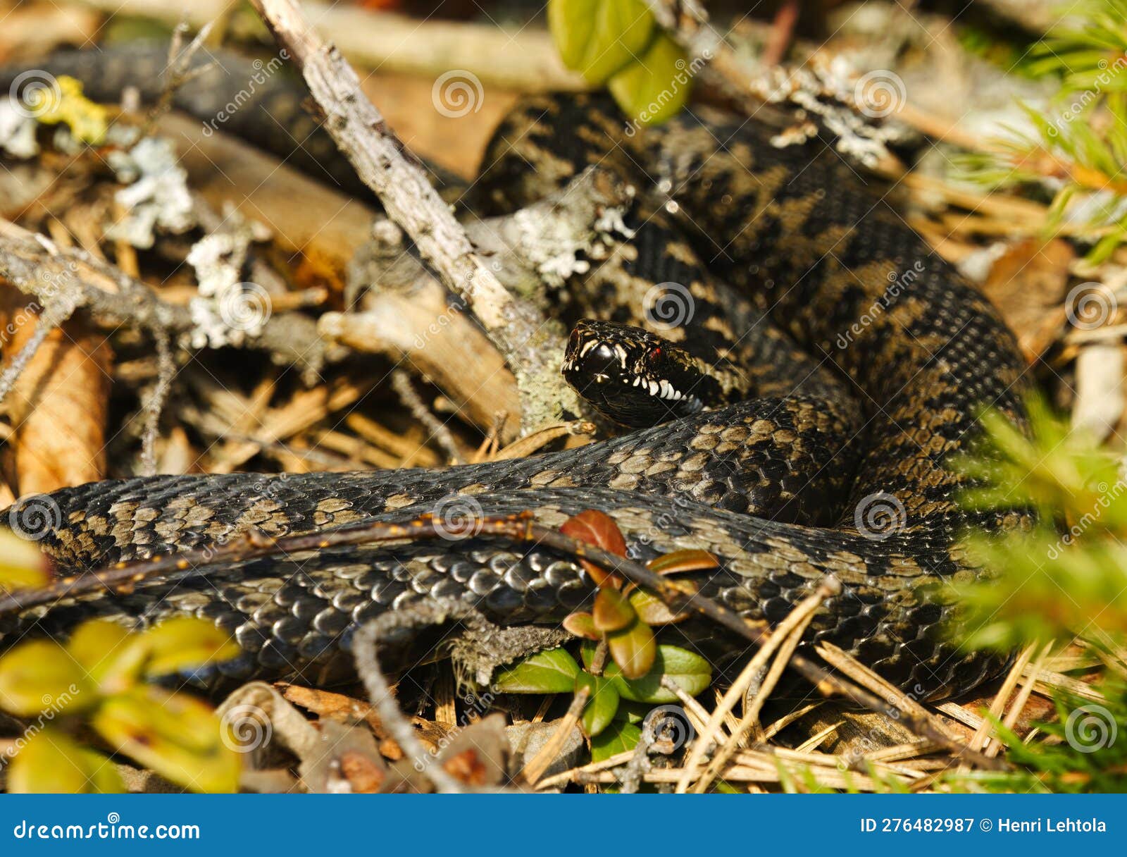 Common European Adder or Common European Viper (Vipera Berus) Basking ...
