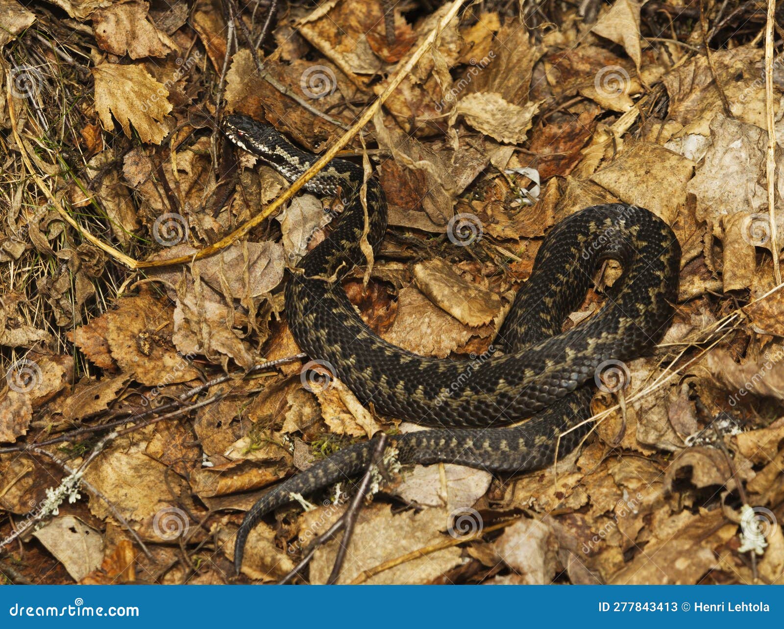 Common European Adder or Common European Viper (Vipera Berus) Basking ...