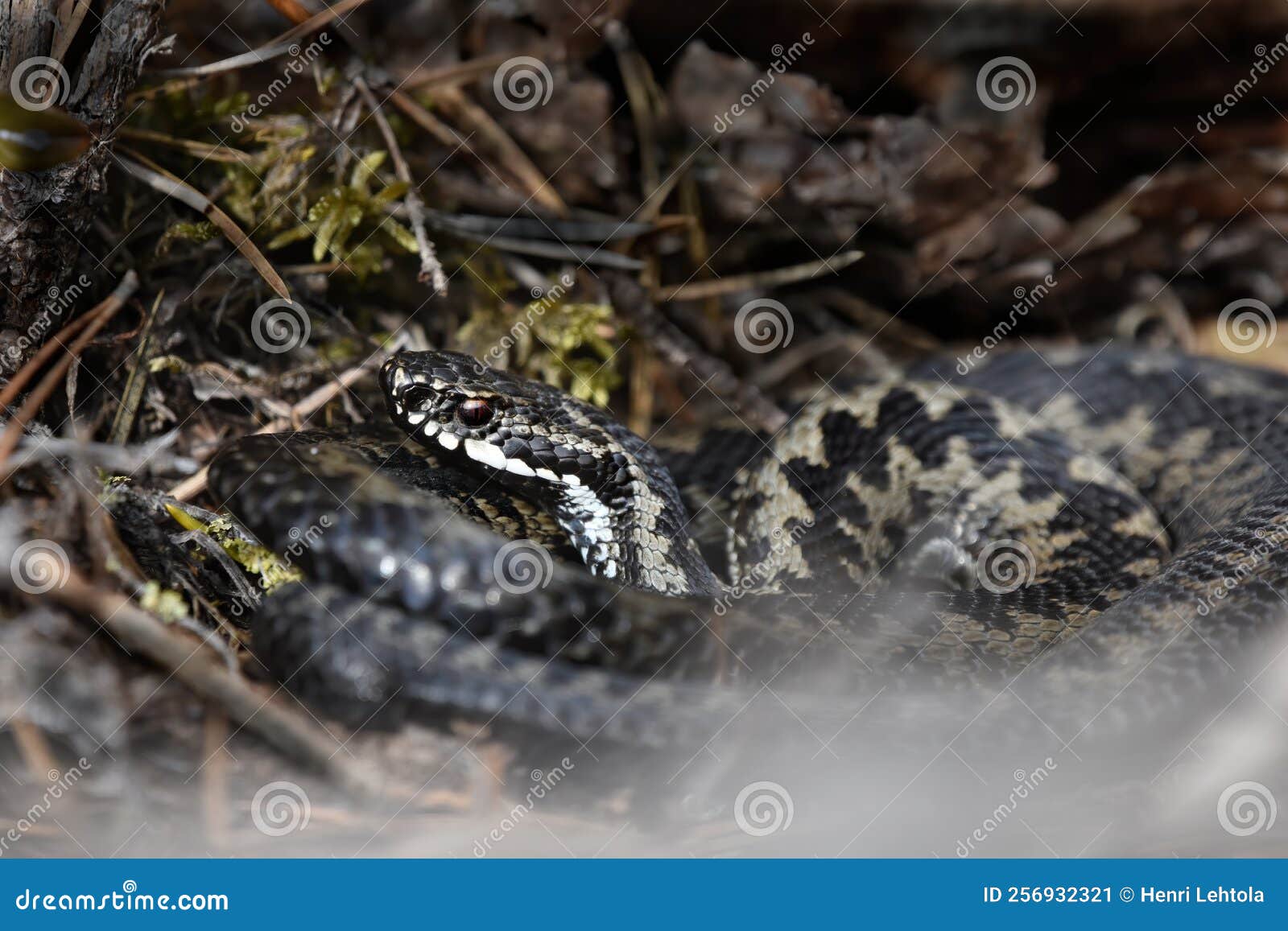 Common European Adder or Common European Viper (Vipera Berus) in the ...