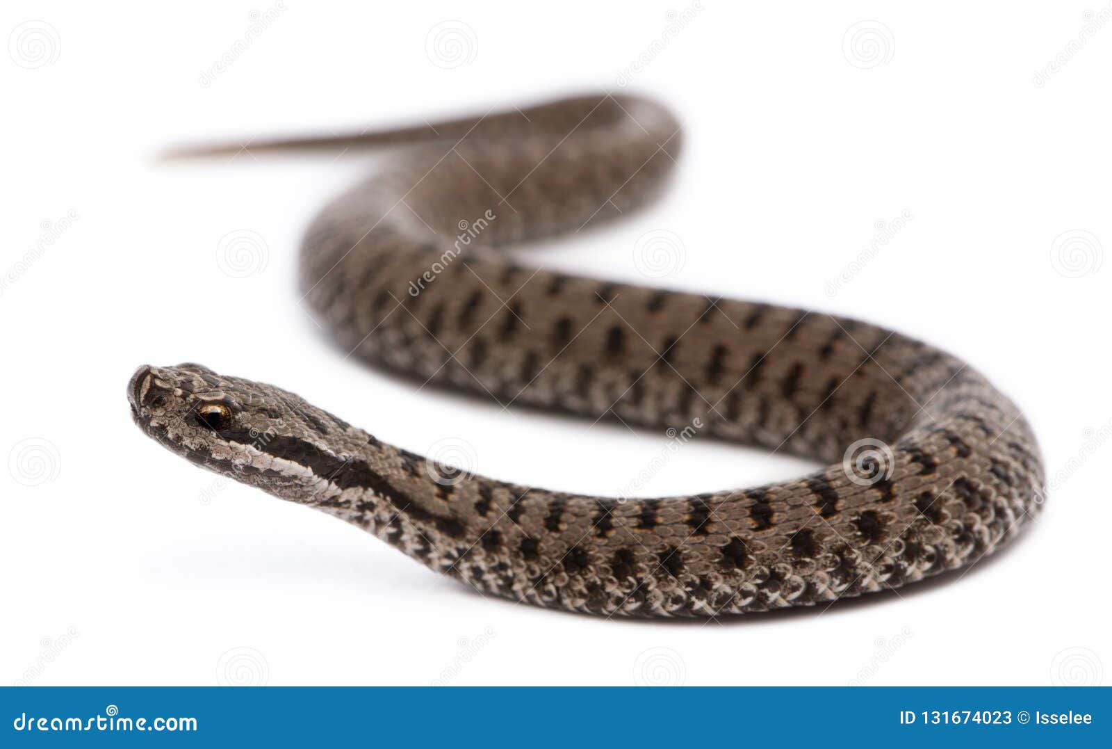 European Adder Stock Photography | CartoonDealer.com #28138160