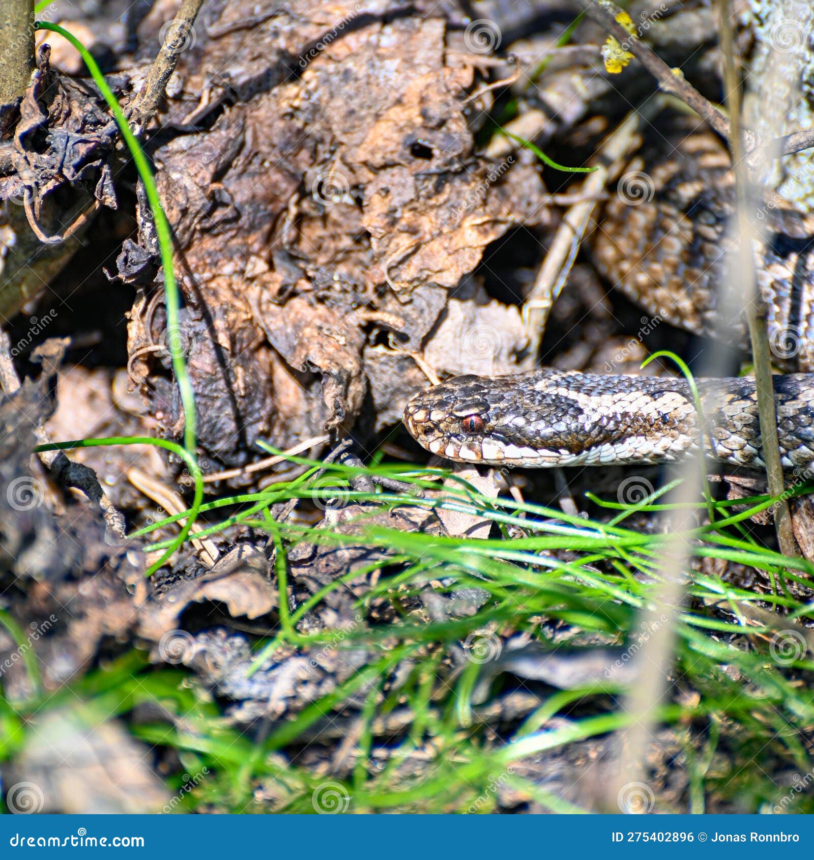 Common European Adder Viper with Zigzag Pattern Stock Photo - Image of ...