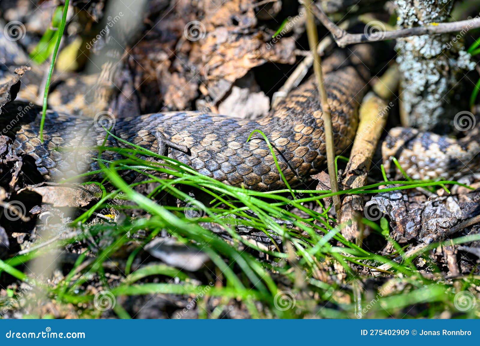 Common European Adder Viper with Zigzag Pattern Stock Image - Image of wildlife, sunny: 275402909