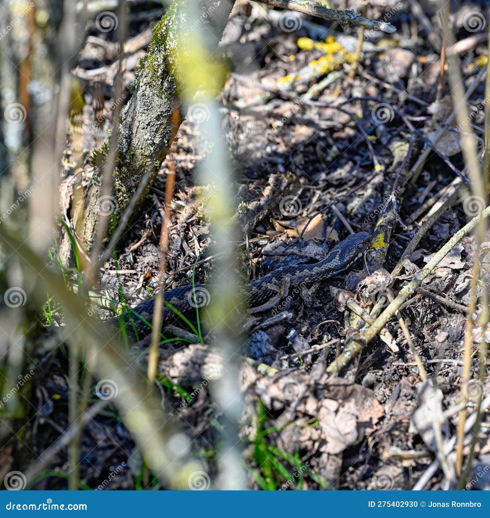 Common European Adder Viper with Zigzag Pattern Stock Photo - Image of ...