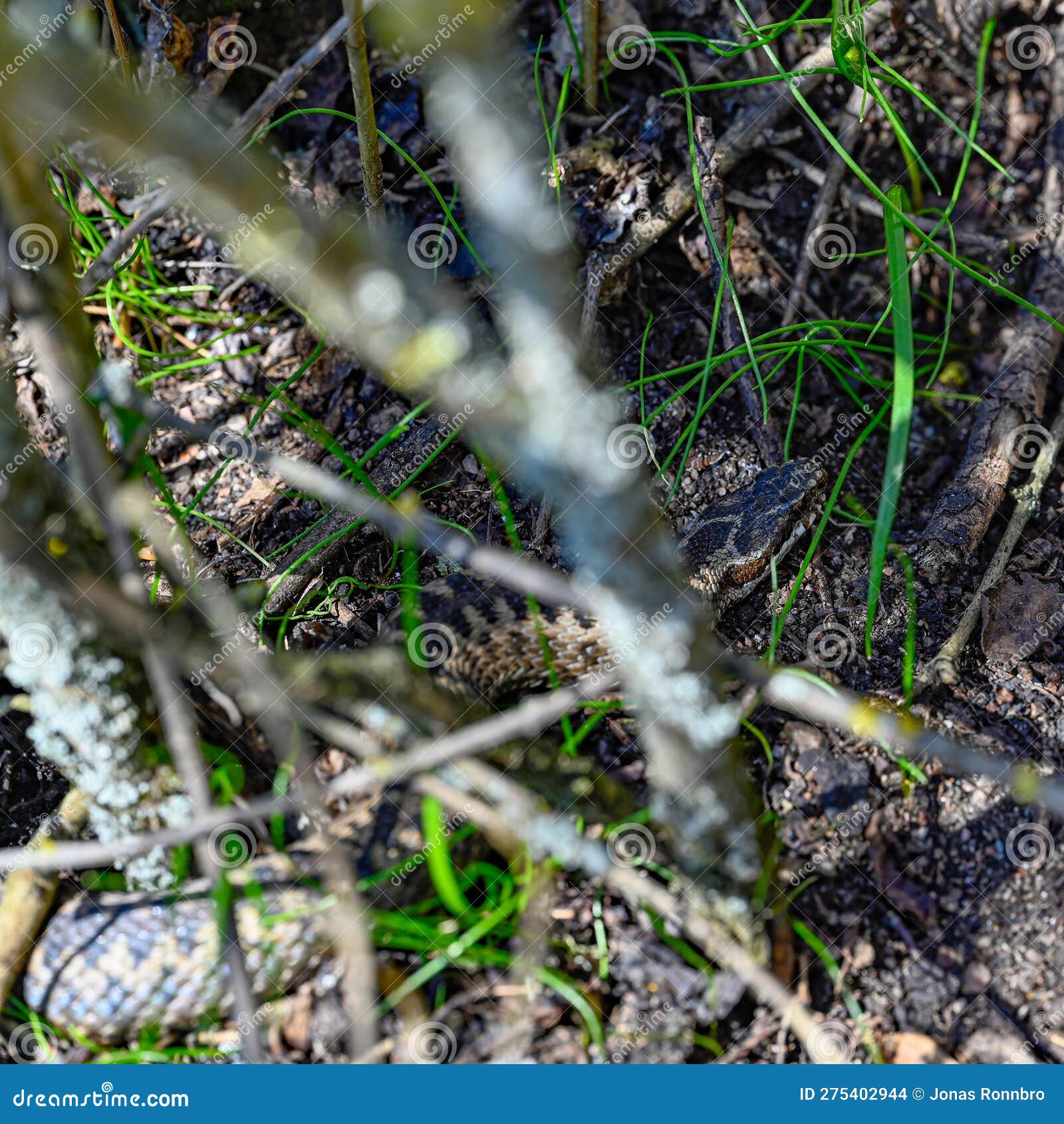Common European Adder Viper with Zigzag Pattern Stock Photo - Image of ...
