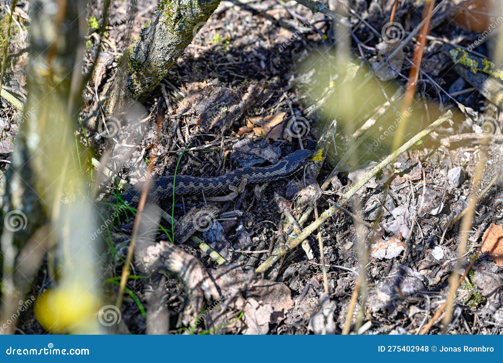 Common European Adder Viper with Zigzag Pattern Stock Photo - Image of ...