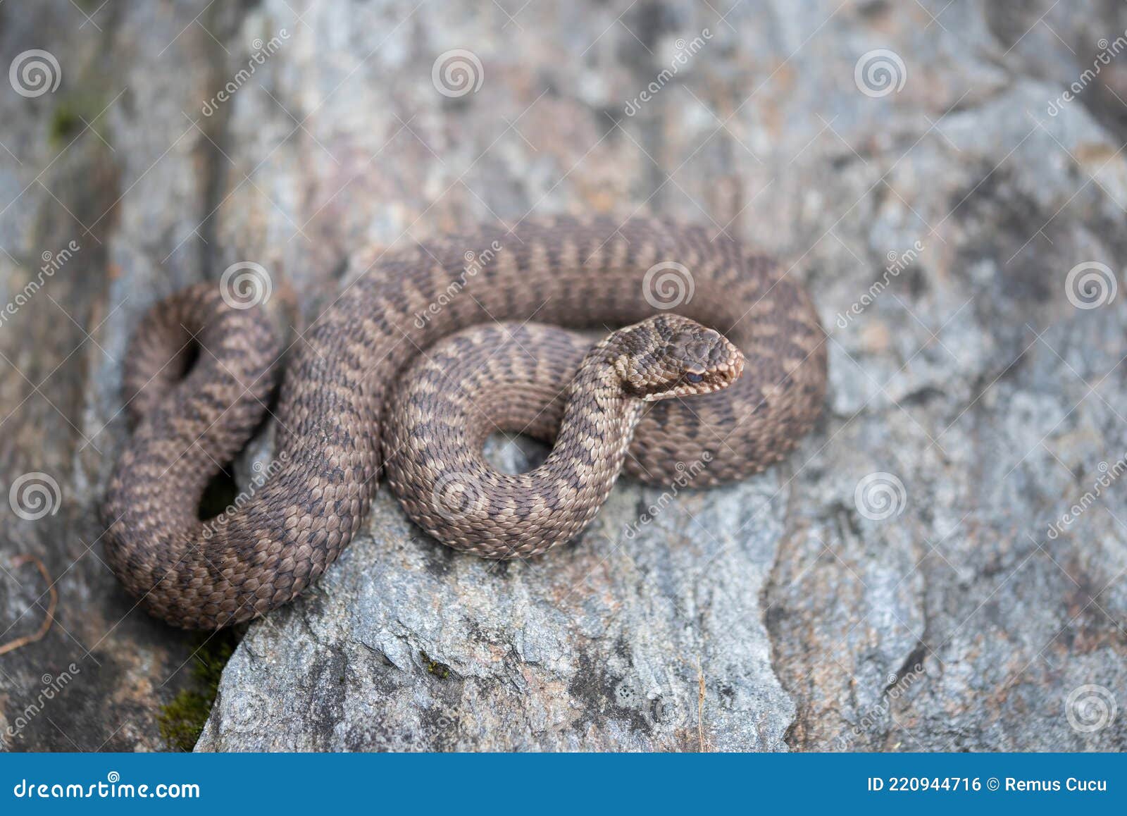 Common European Adder Vipera Berus Stock Photo - Image of life, animal ...