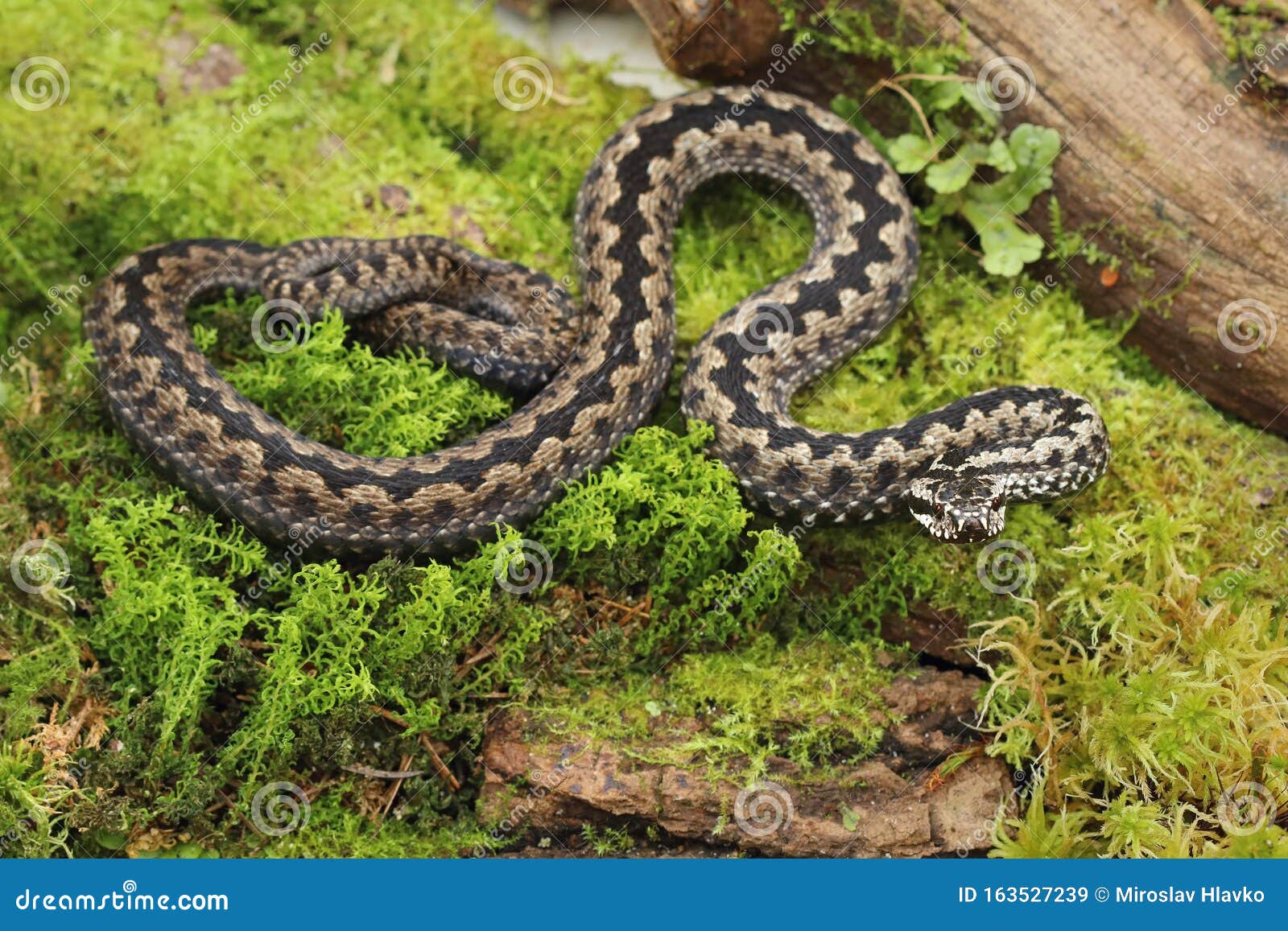 Common European Adder Vipera Berus Stock Image - Image of herpetology ...