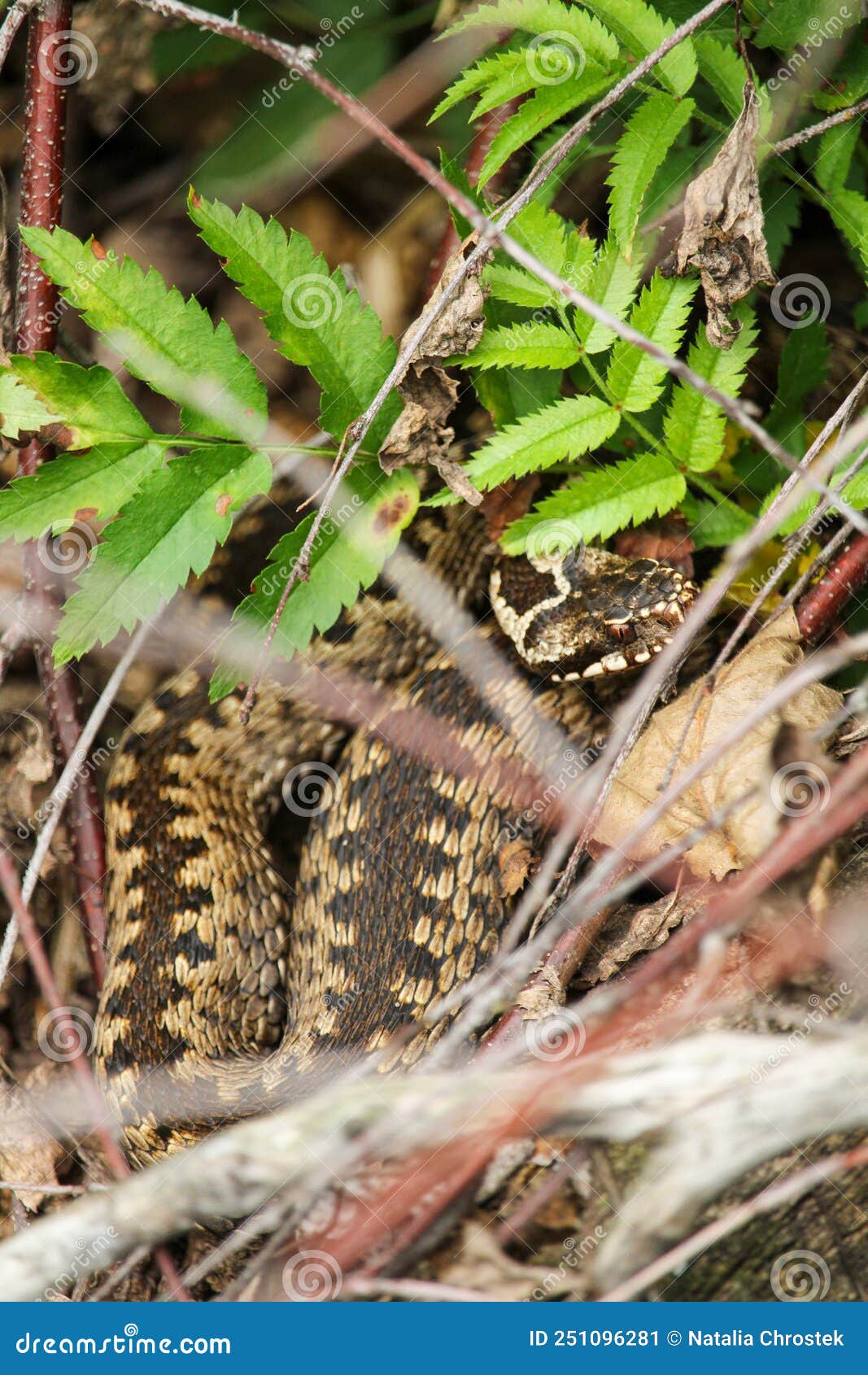 Common European Adder (Vipera Berus) Stock Image - Image of common ...