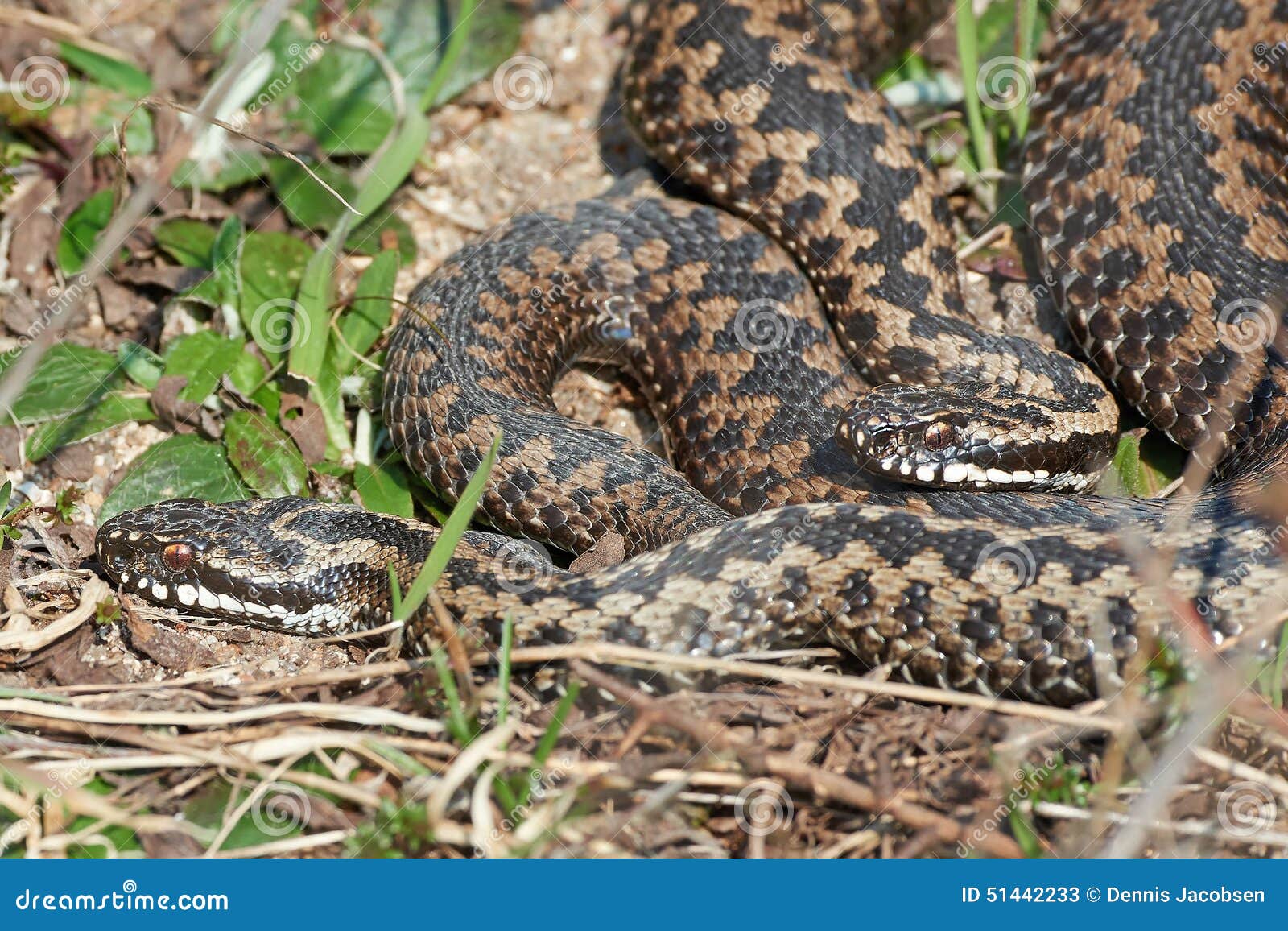 Common European Adder (vipera Berus) Stock Image - Image of brown ...
