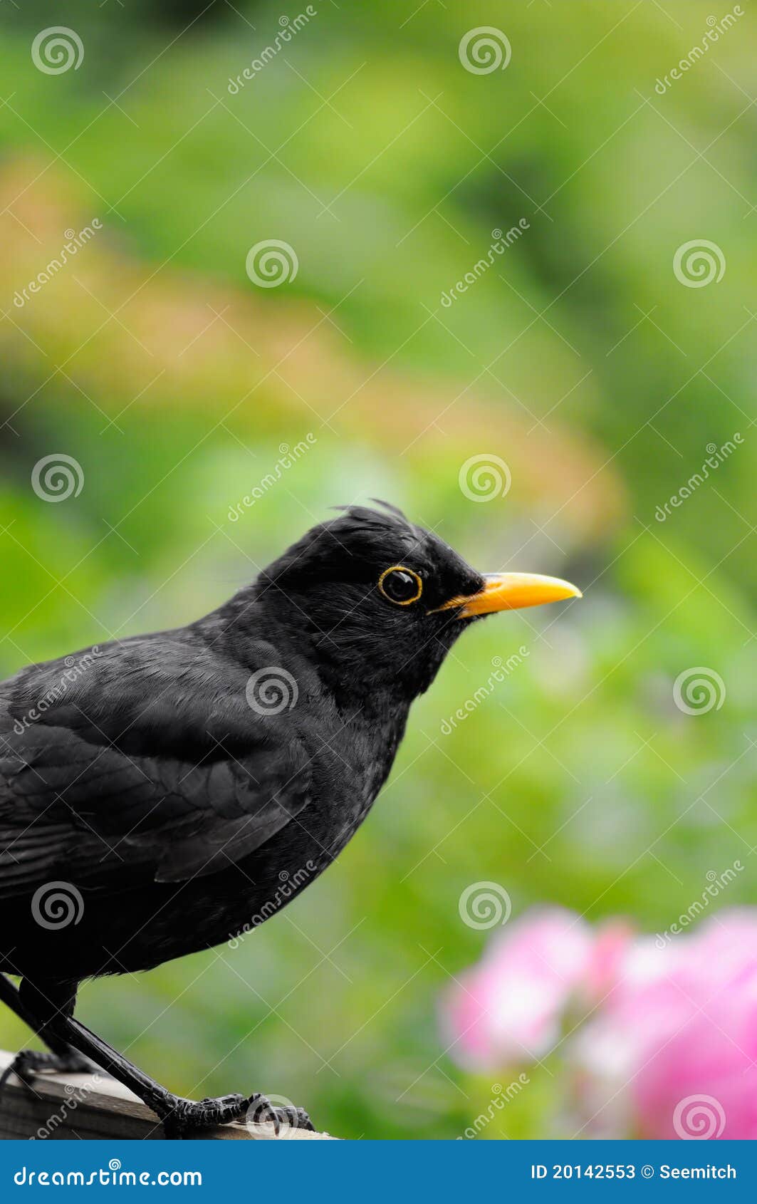 Common European Blackbird stock image. Image of male - 20142553