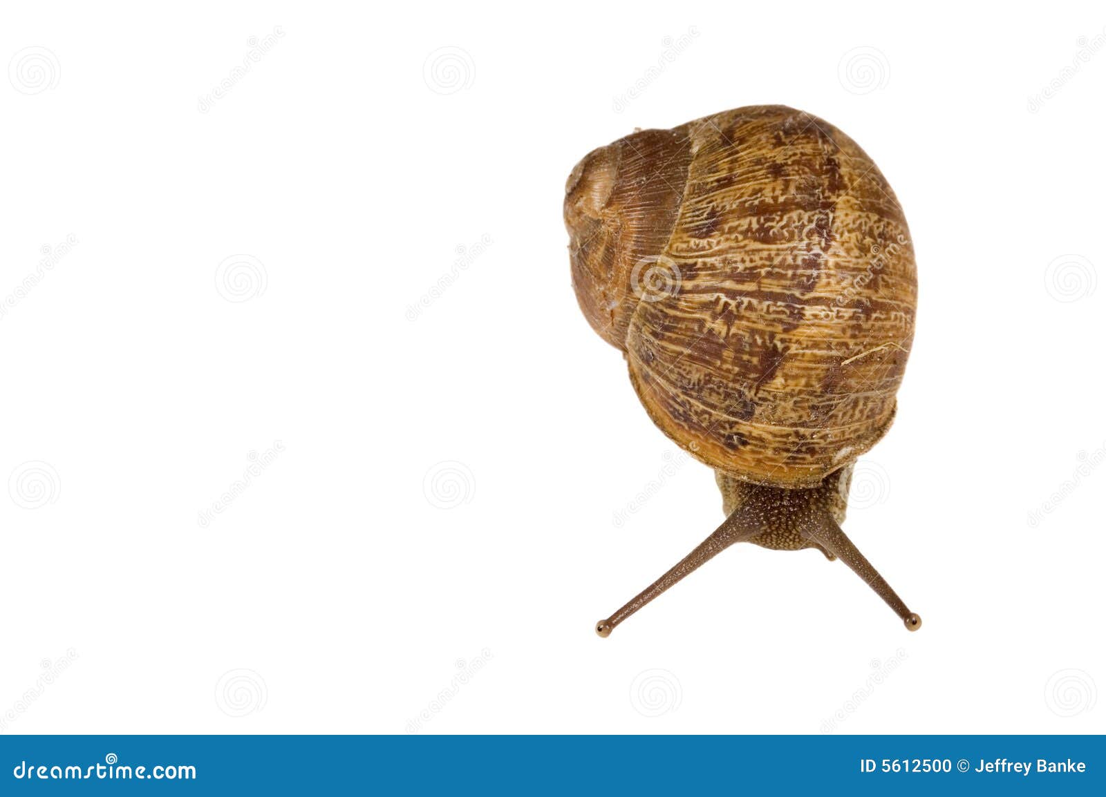 Common European Brown Snail Stock Photo - Image of sanil, escargot: 5612500