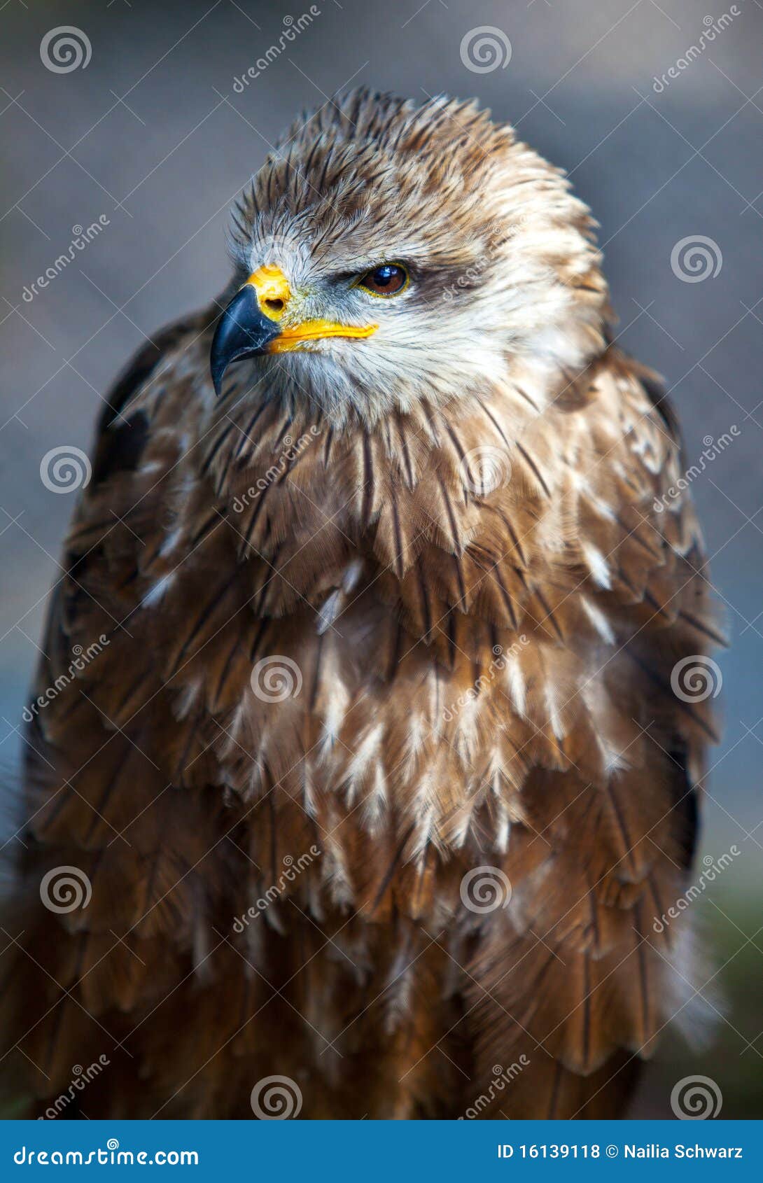 Common European Buzzard stock photo. Image of nature - 16139118