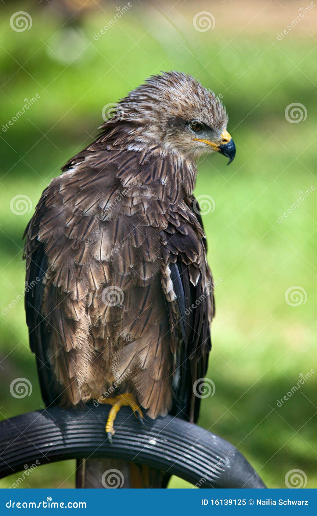 Common European Buzzard stock image. Image of carnivore - 16139125
