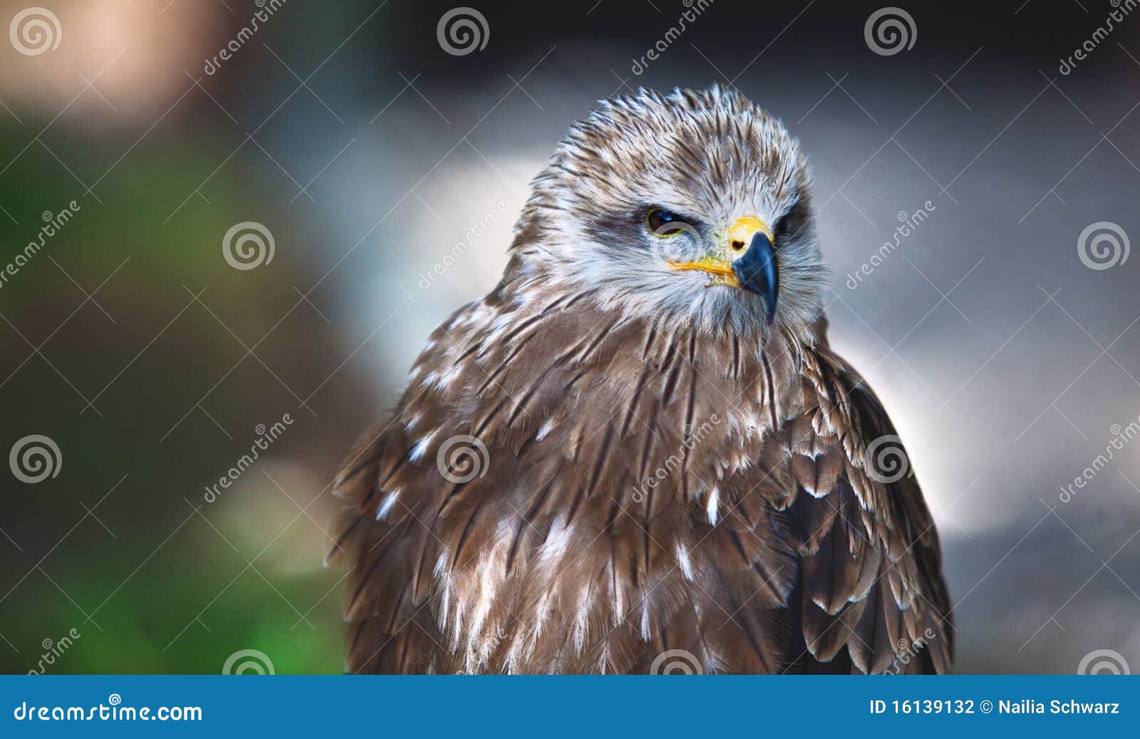Common European Buzzard stock photo. Image of natural - 16139132