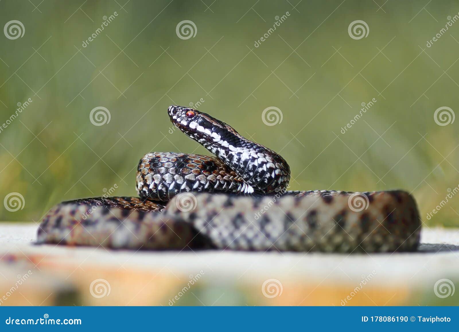 Common European Crossed Adder Ready To Strike Stock Photo - Image of ...