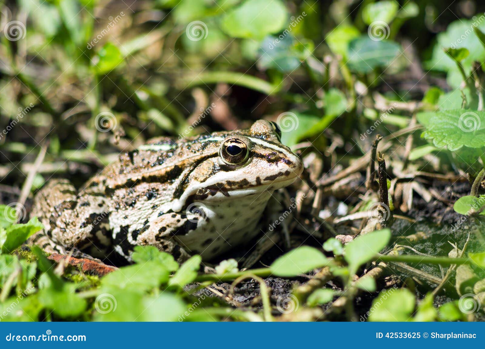 Common European Edible Frog Stock Image - Image of green, pelophylax ...